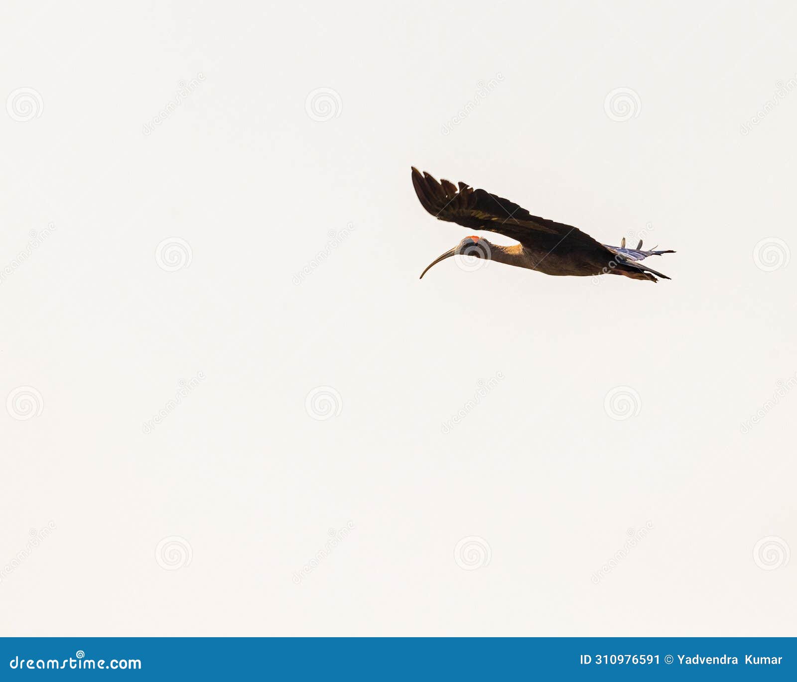 A Red Naped Ibis flying stock image. Image of ibis, animal - 310976591