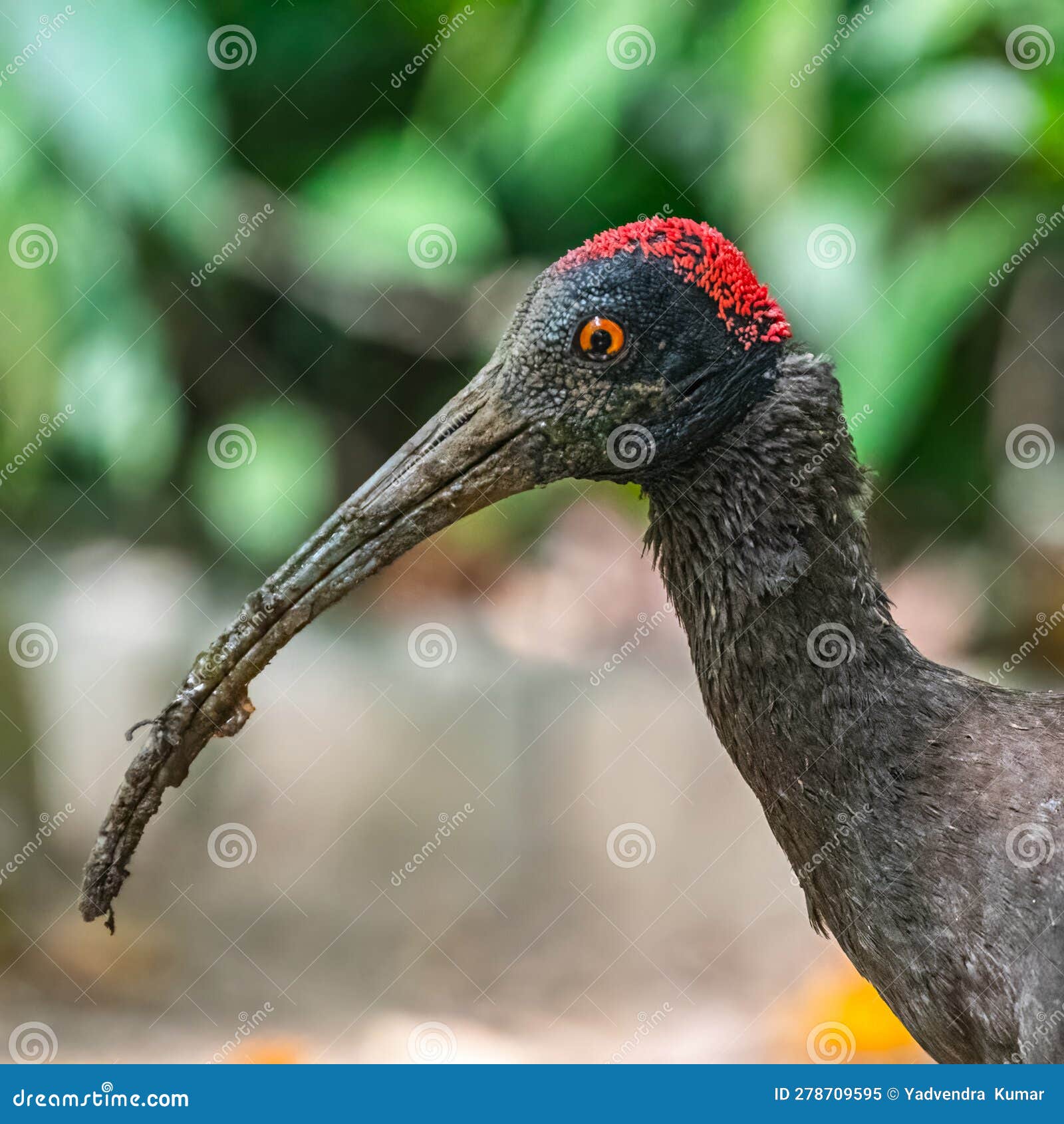 Red-naped Ibis stock image. Image of natural, head, beautiful - 278709595