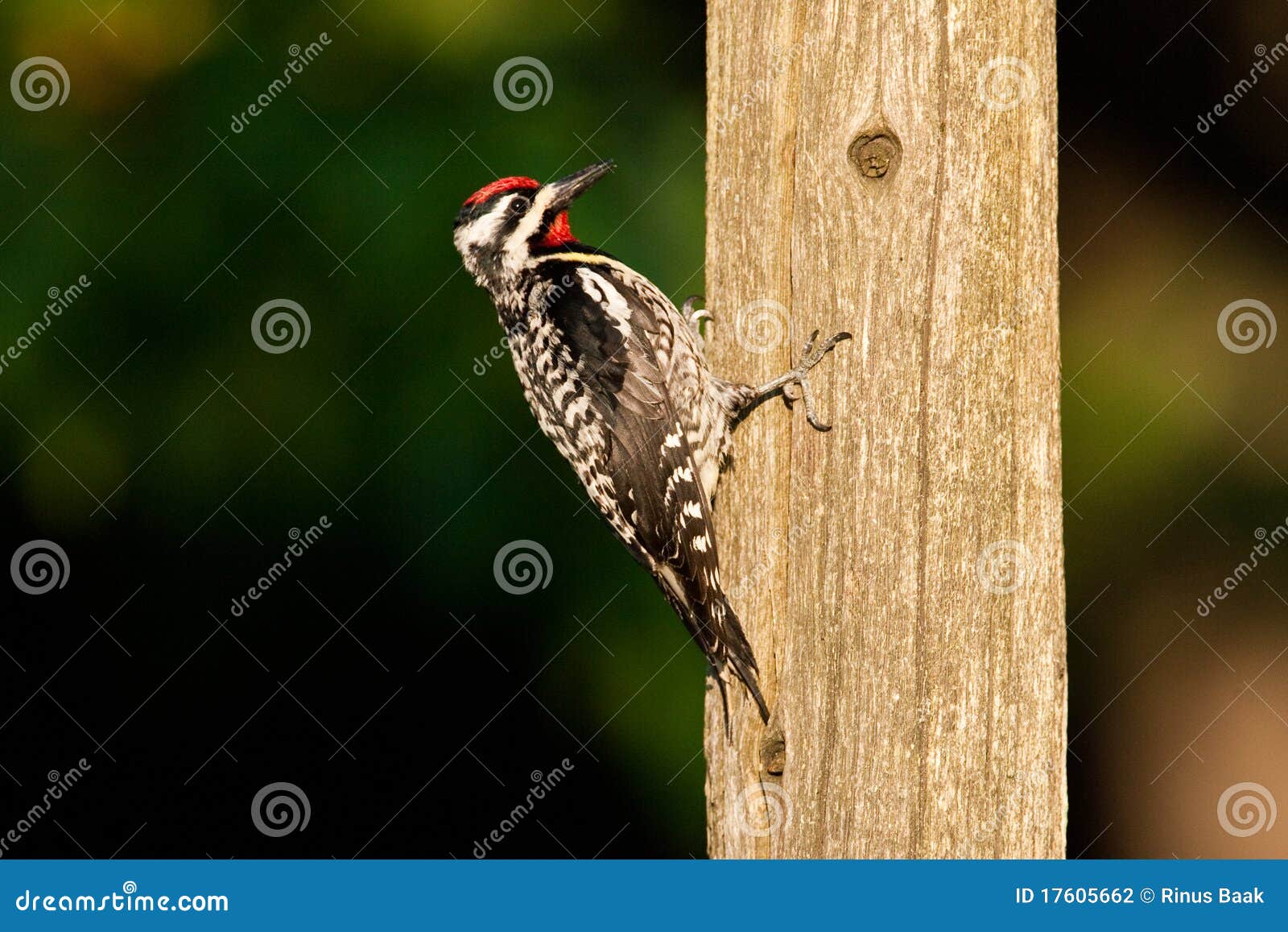 Red Naped Sapsucker stock photo. Image of animal, post - 17605662