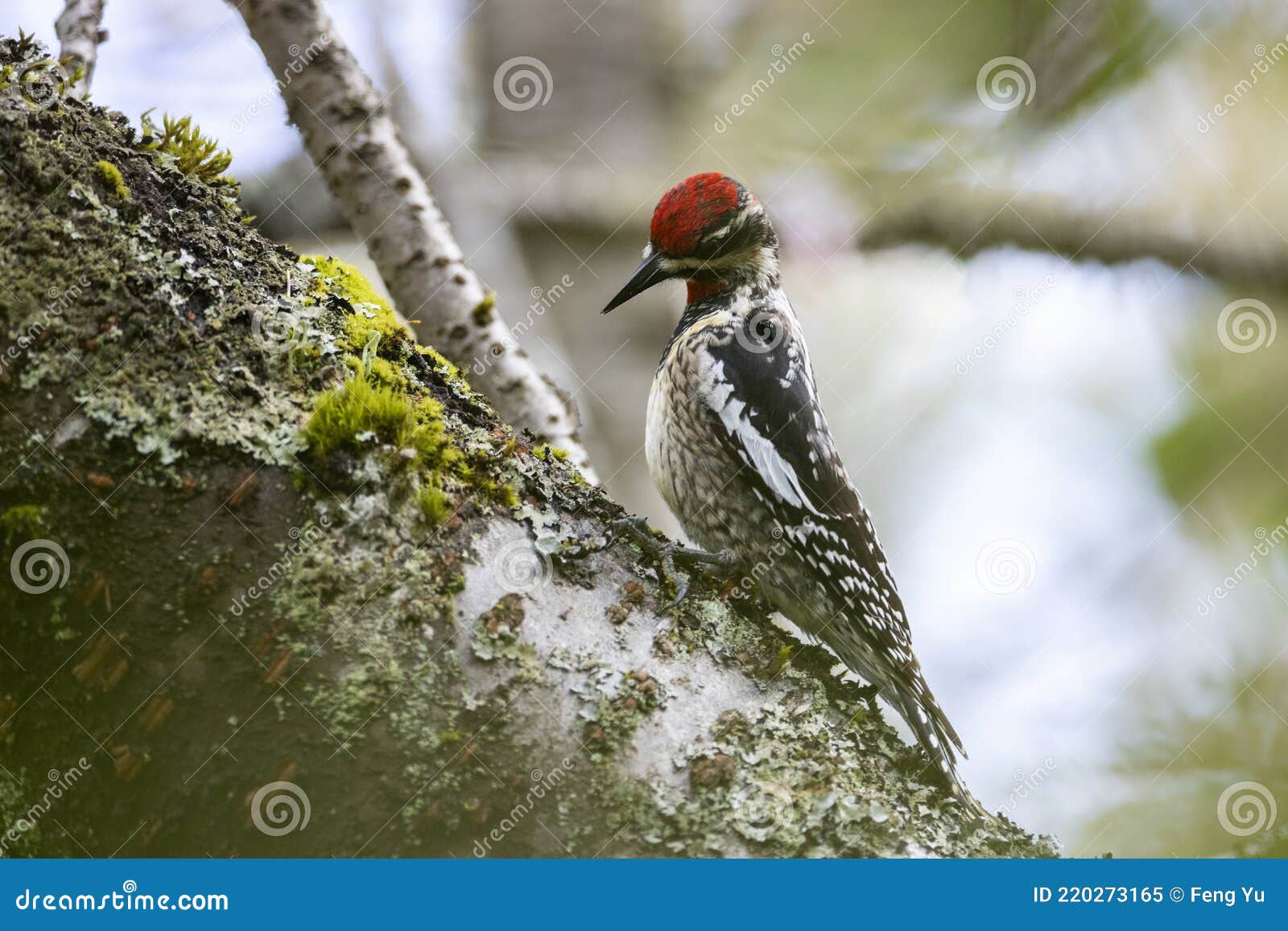 Red naped Sapsucker stock image. Image of nature, north - 220273165