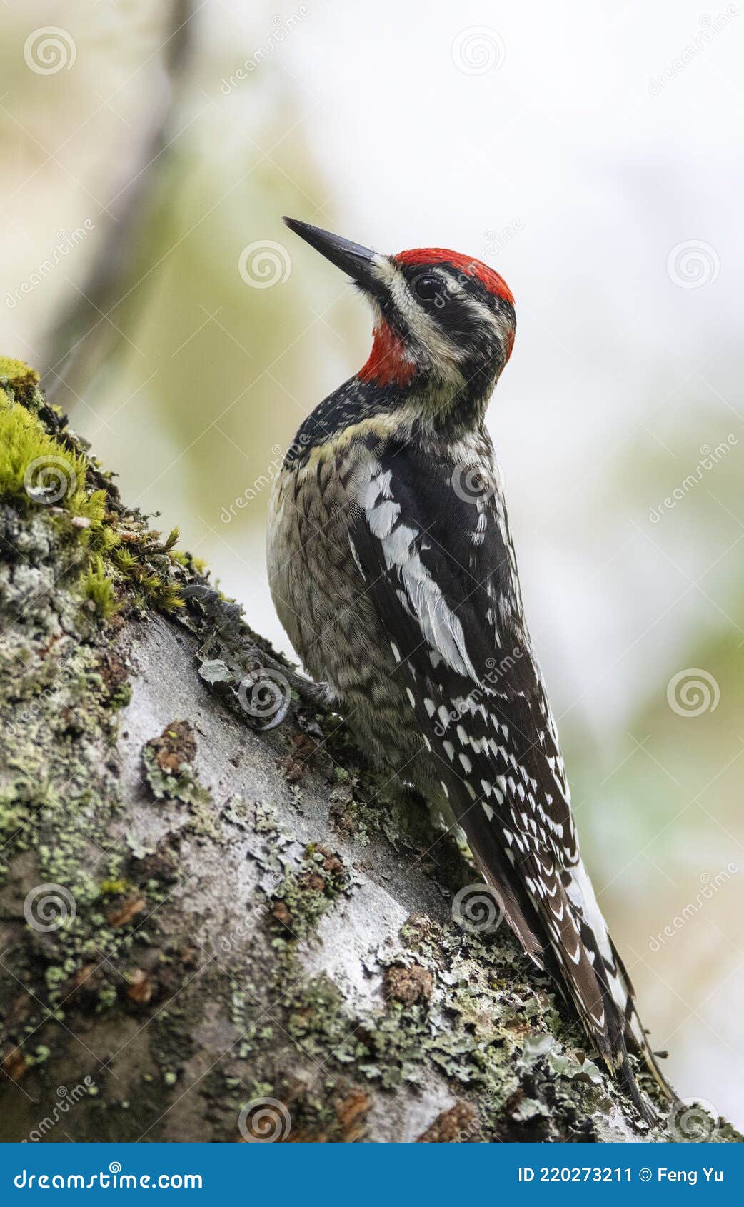 Red naped Sapsucker stock image. Image of columbia, north - 220273211