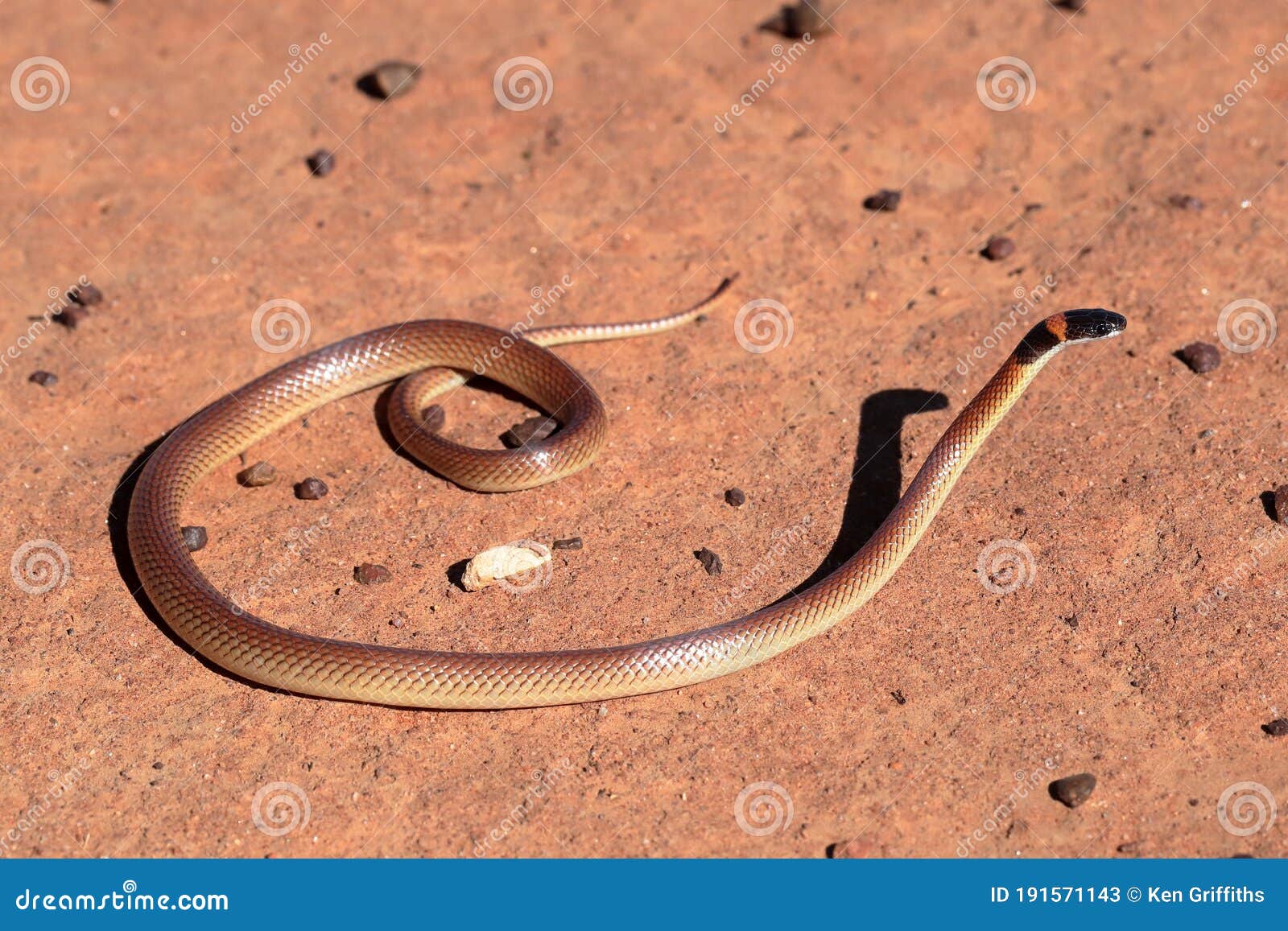 Red-naped Snake stock image. Image of furina, wildlife - 191571143