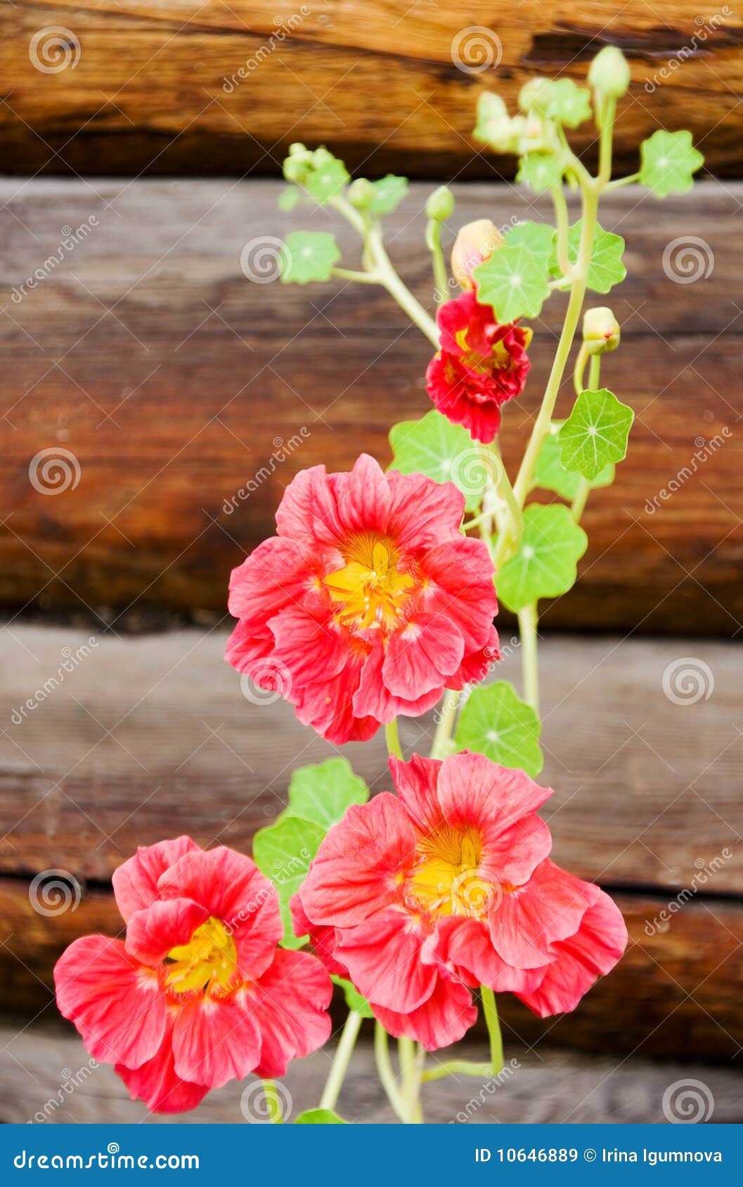2,527 Red Nasturtium Stock Photos - Free & Royalty-Free Stock Photos ...
