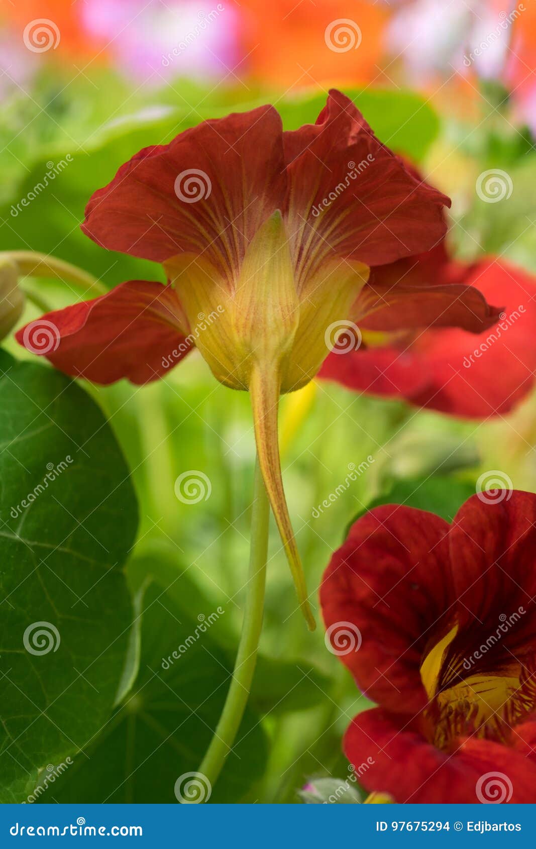 Red Nasturtium stock photo. Image of bright, gardening - 97675294