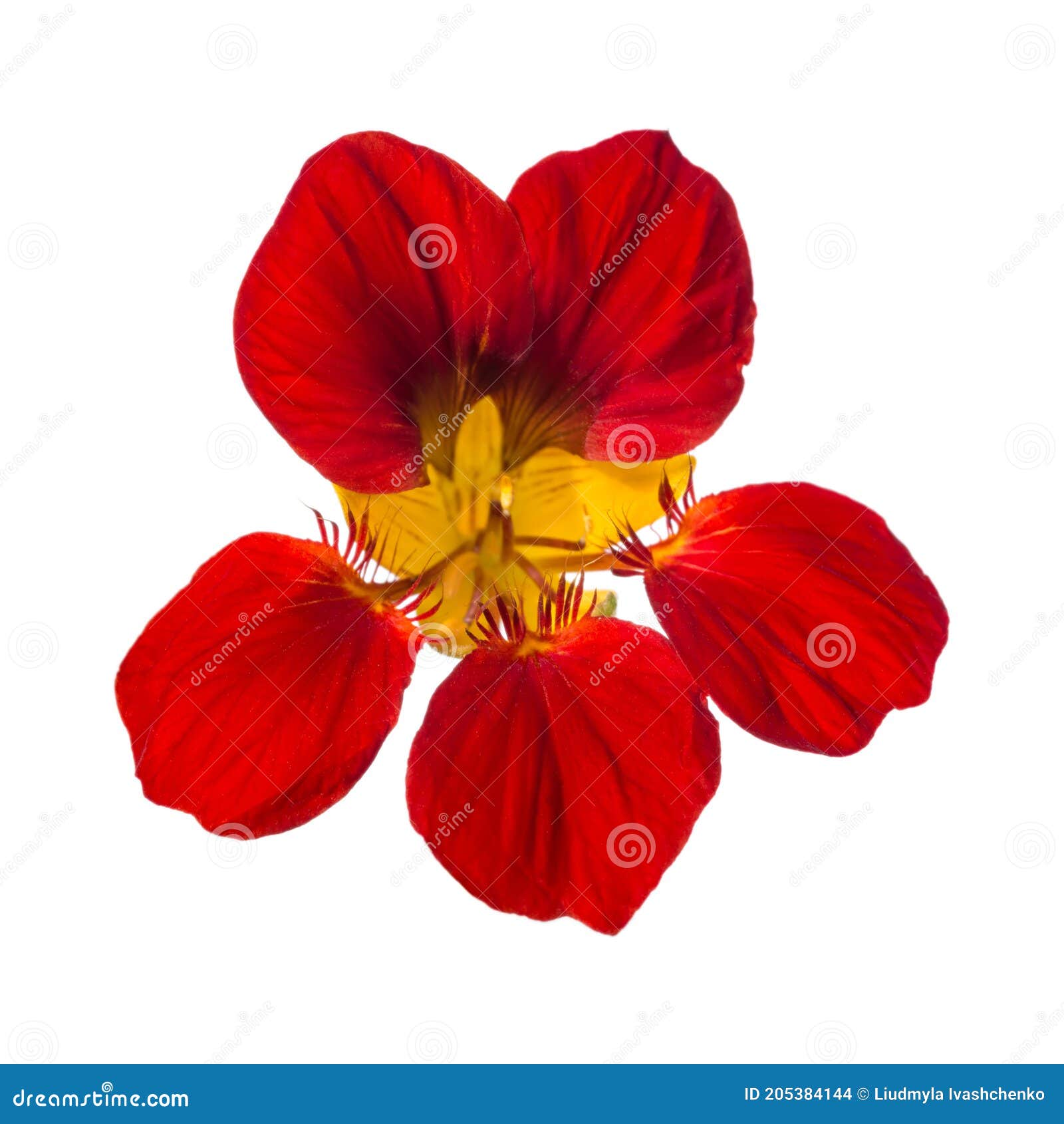 Red Nasturtium Flower Isolated on White Background Stock Photo - Image ...