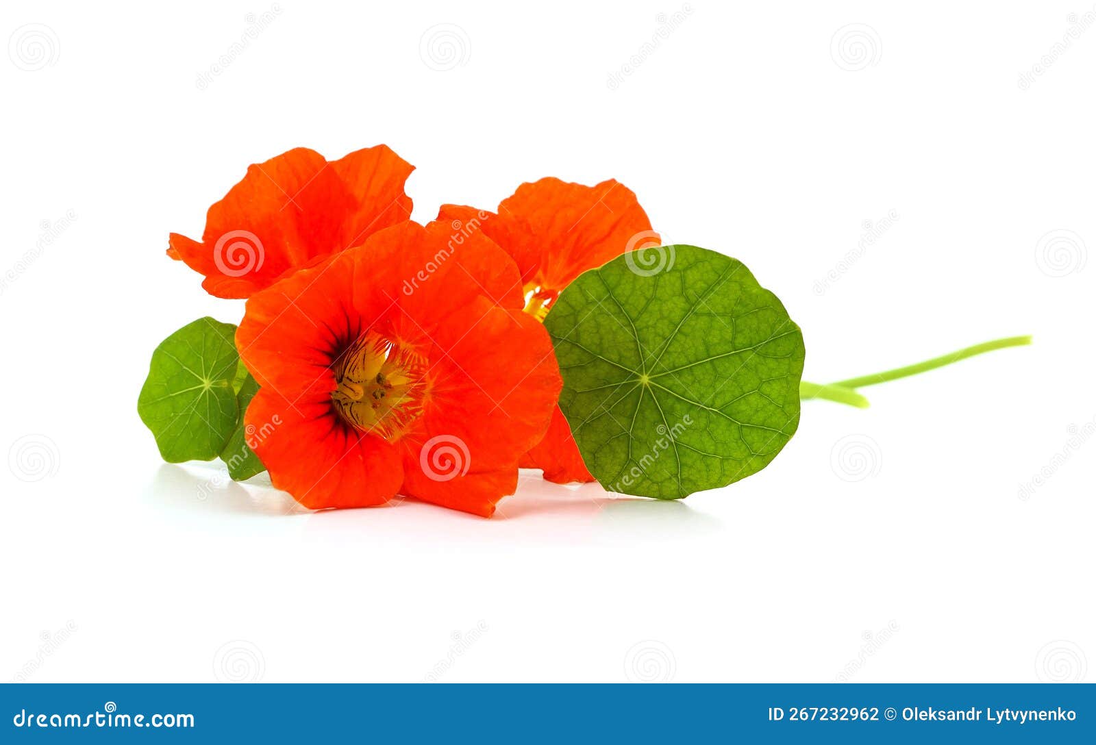 Red nasturtium with leaves stock photo. Image of petal - 267232962