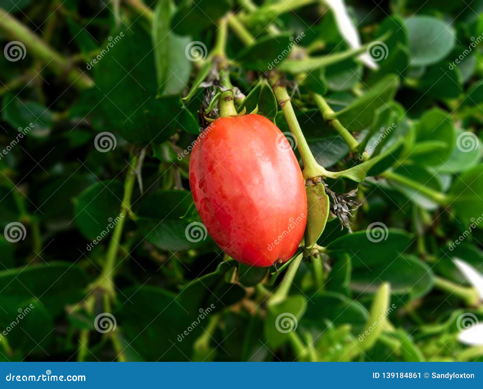 Natal Plum, Large Num Num, Carissa Macrocarpa Stock Photography ...