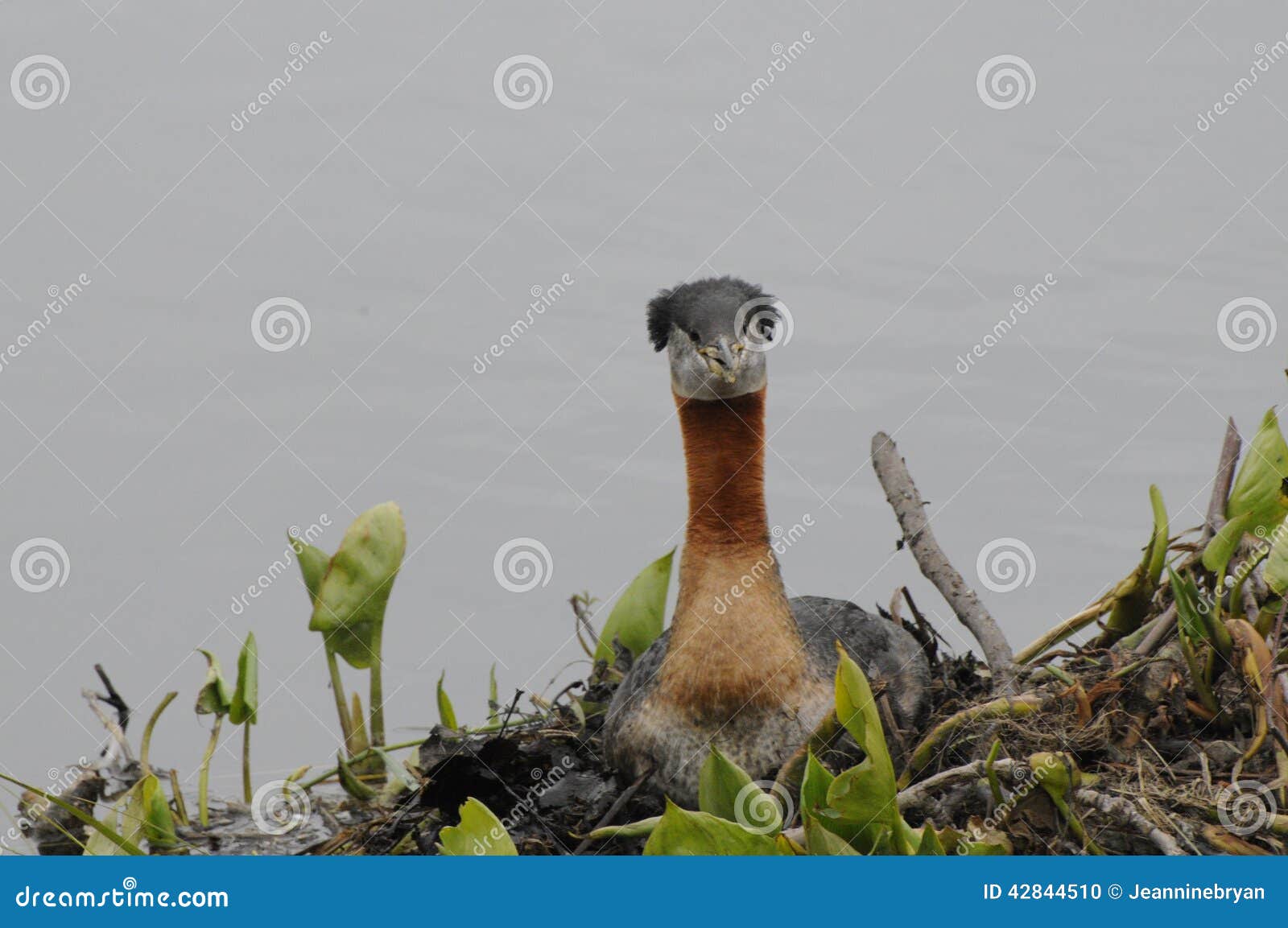 Red- Neck Grebe stock photo. Image of waiting, grebe - 42844510