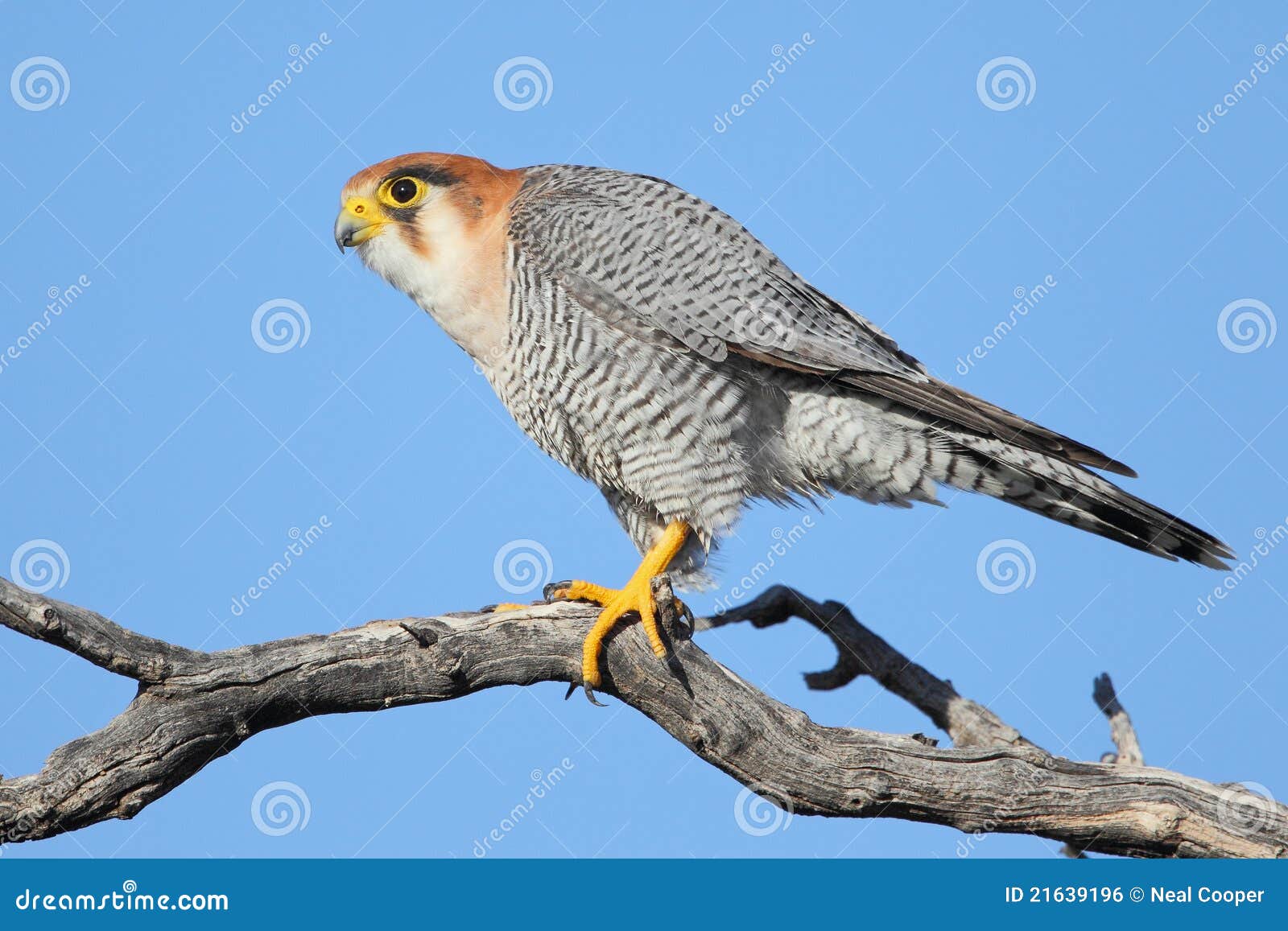 Red-necked falcon stock photo. Image of falco, yellow - 21639196