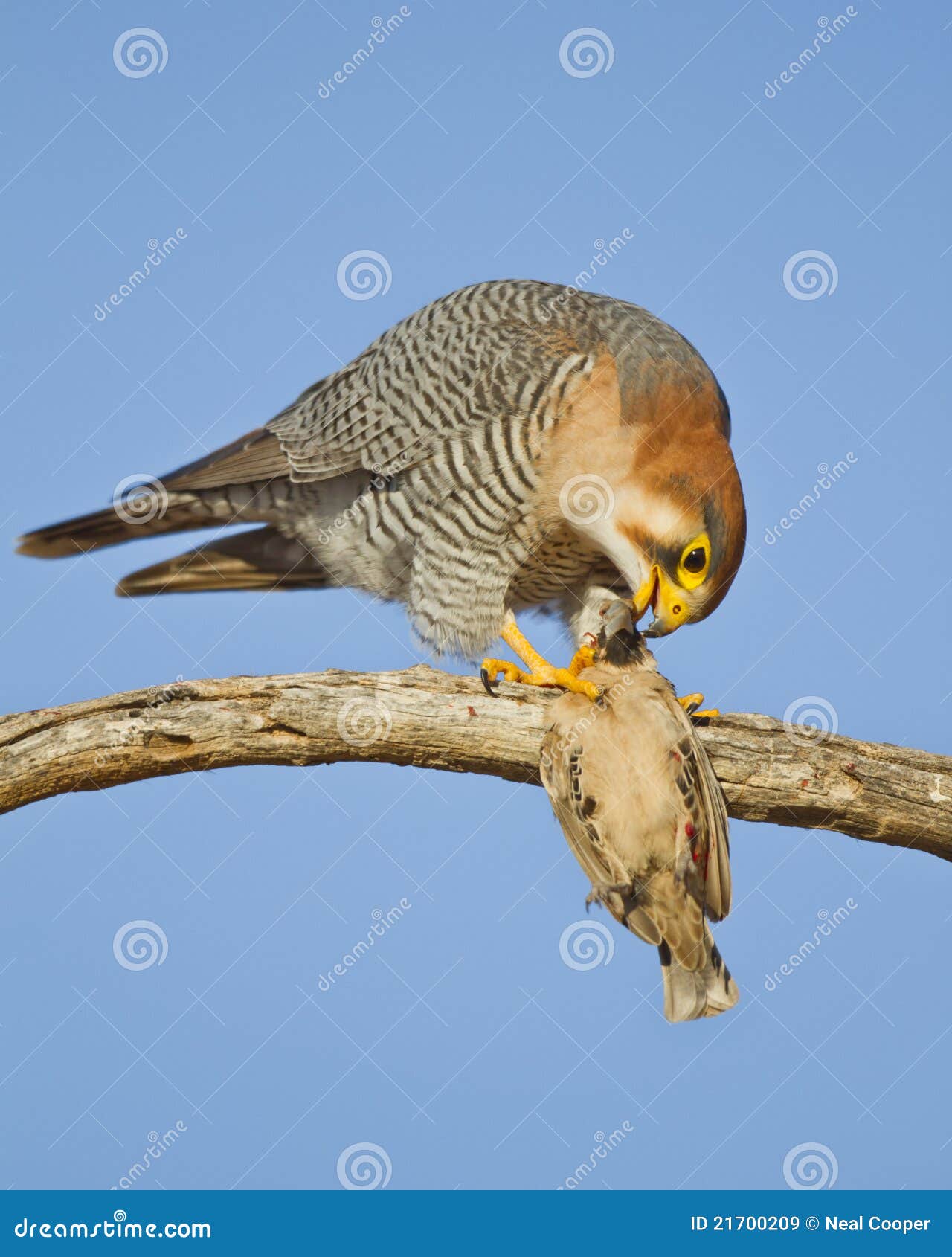 Red-necked falcon stock image. Image of headed, yellow - 21700209