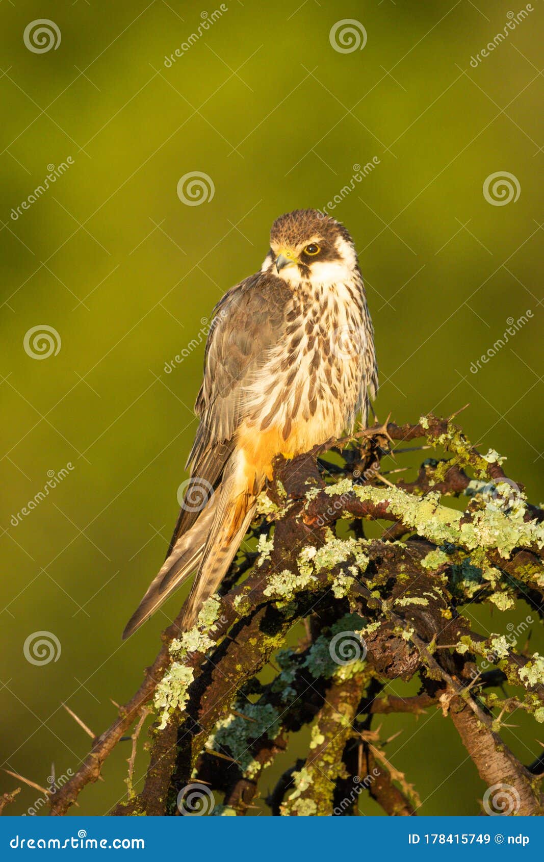 Red-necked Falcon on Thornbush in Golden Light Stock Image - Image of ...