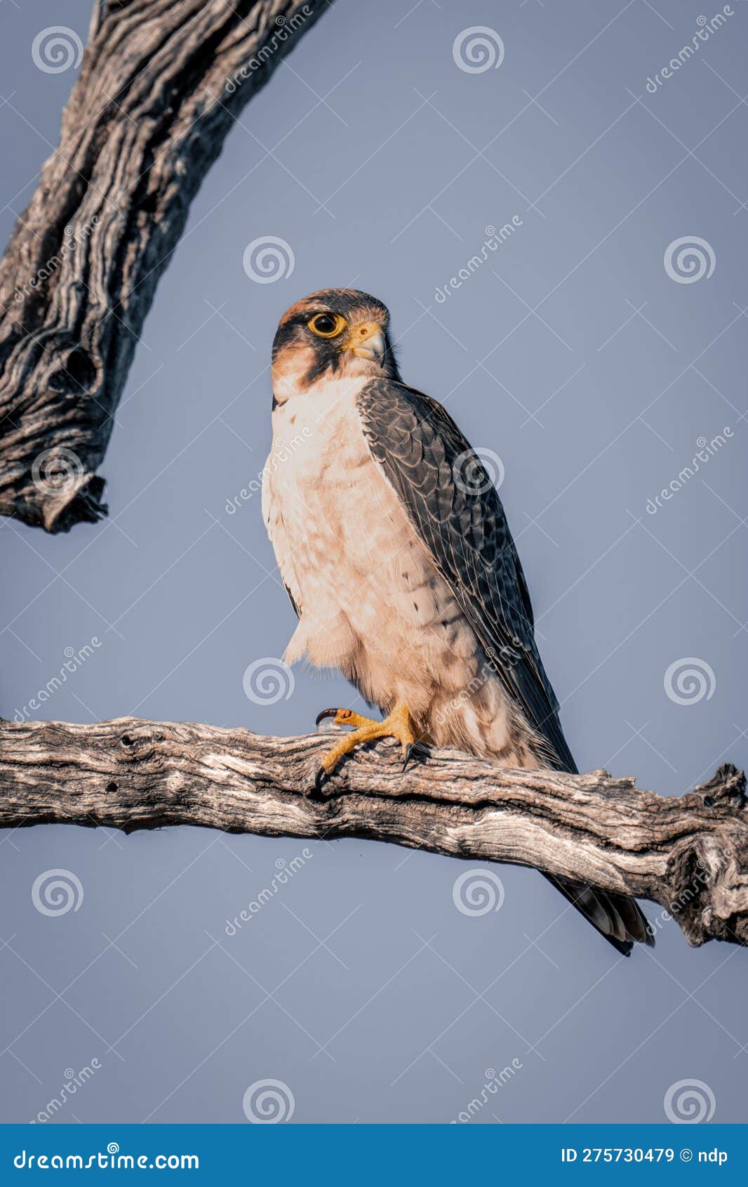 Red-necked Falcon Turns Head on Dead Tree Stock Image - Image of ...