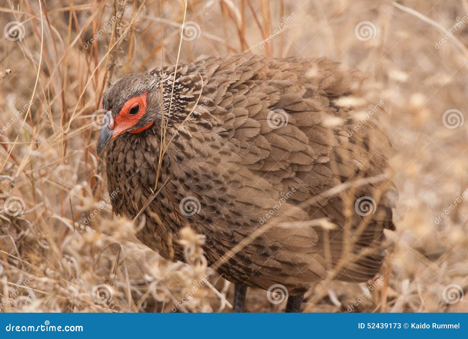 Red-necked francolin stock image. Image of closeup, chicken - 52439173