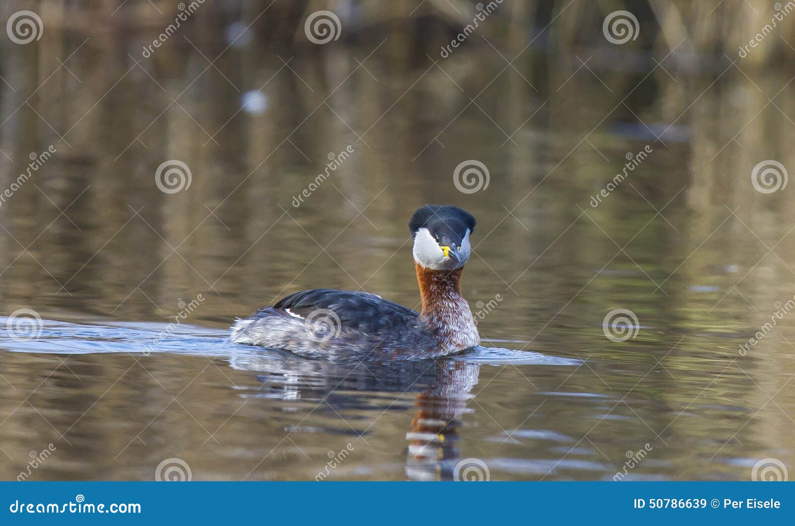 Red necked Grebe stock image. Image of kulturen, helps - 50786639