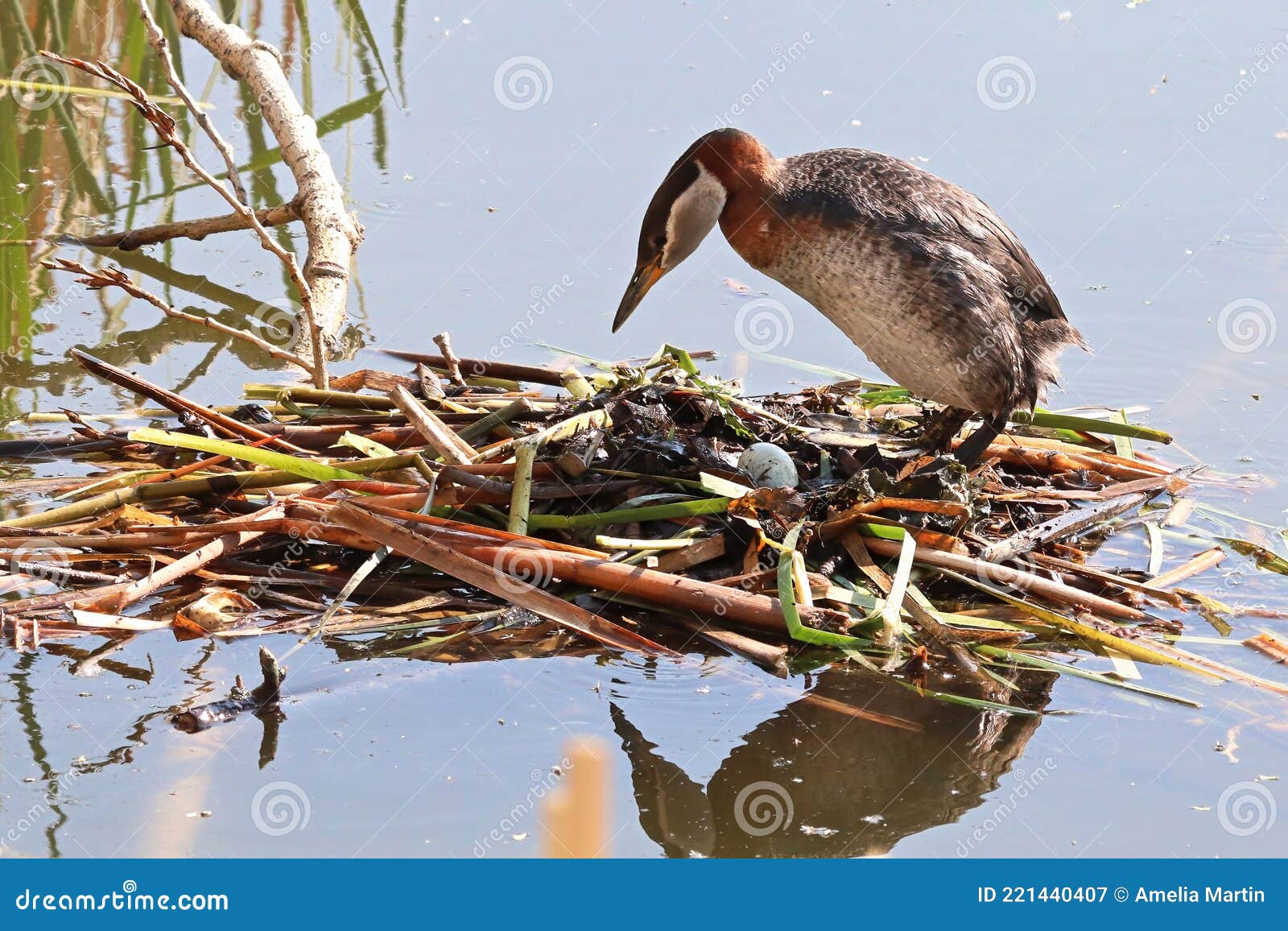 A Red Necked Grebe Stands Over an Egg on a Nest Stock Image - Image of ...