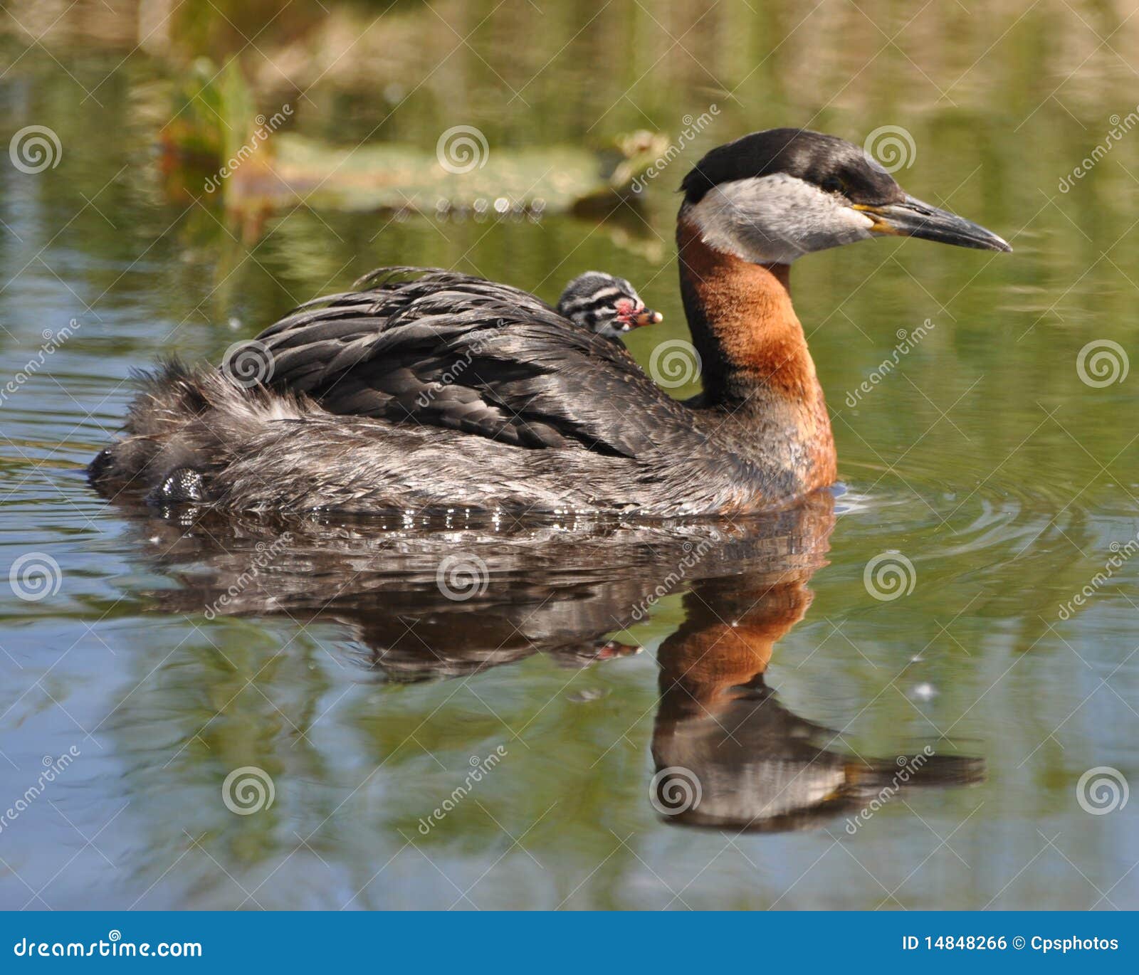 Red necked Grebes cab stock photo. Image of wild, neck - 14848266