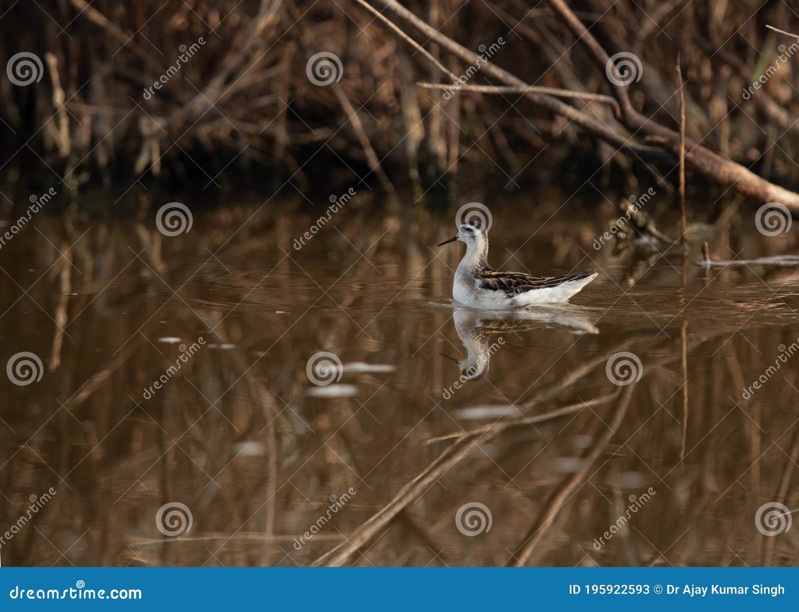 Red-necked Phalarope at Asker Marsh with Reflection on Water, Bahrain ...