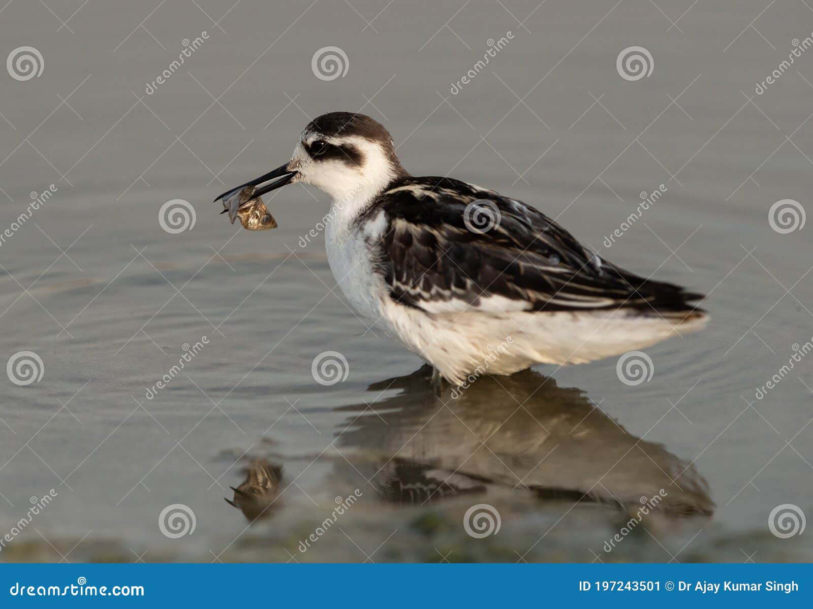 Red-necked Phalarope with a Fish Catch at Asker Marsh, Bahrain Stock ...