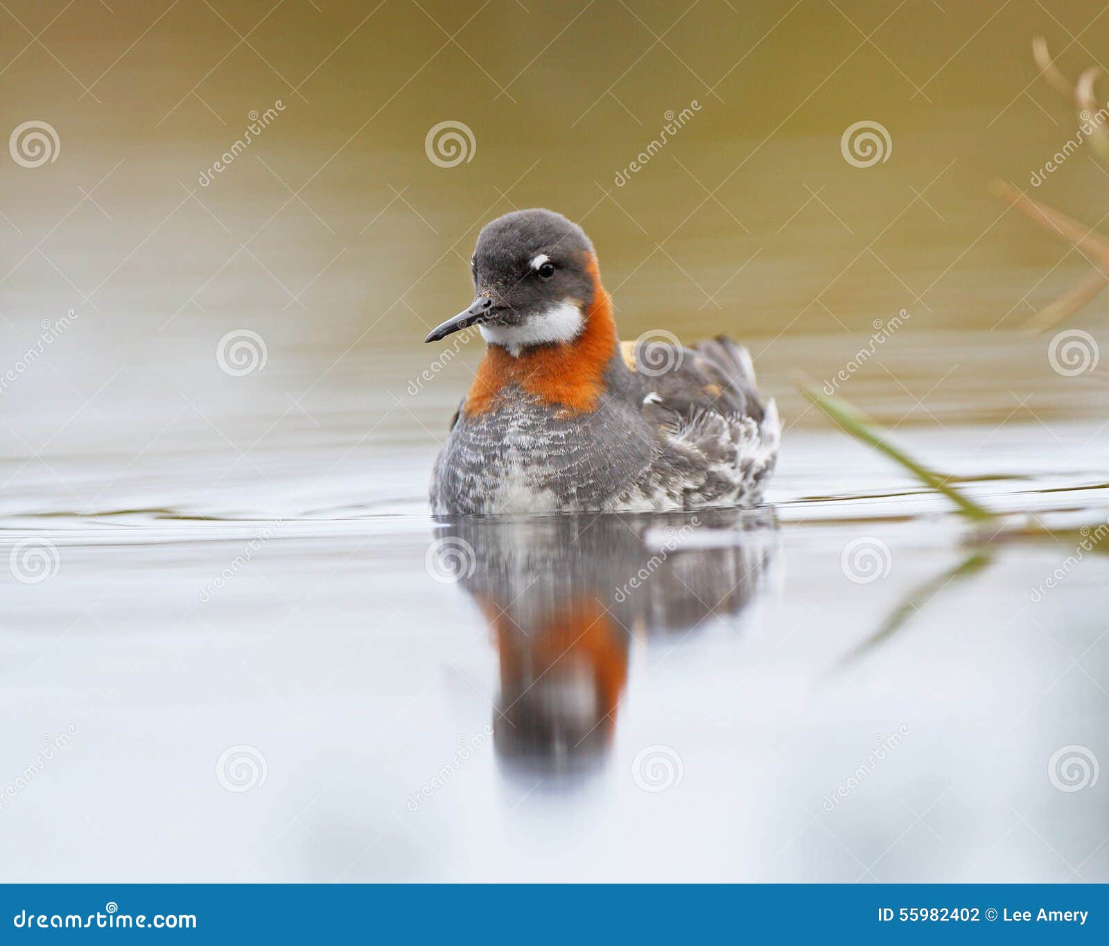 Red necked Phalarope stock photo. Image of nature, bird - 55982402