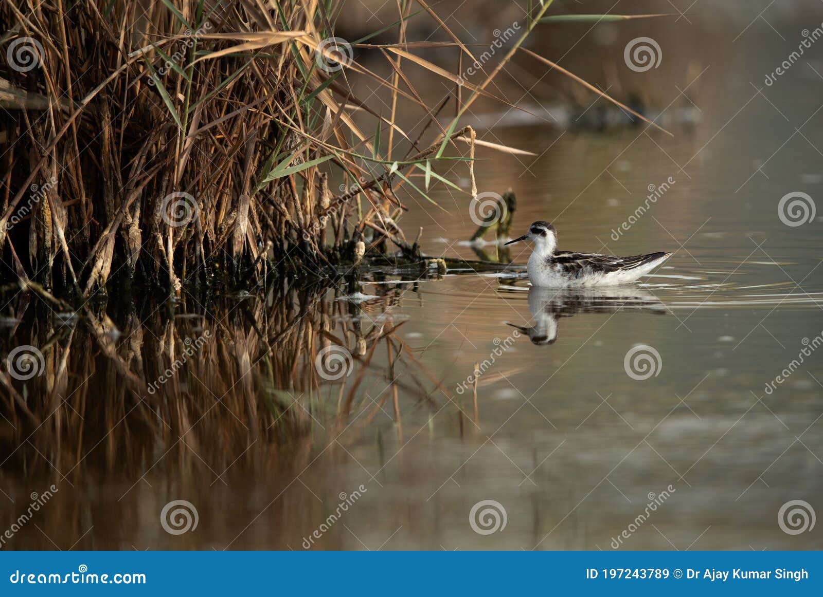 Red-necked Phalarope in Marsh Habitat, Bahrain Stock Image - Image of ...