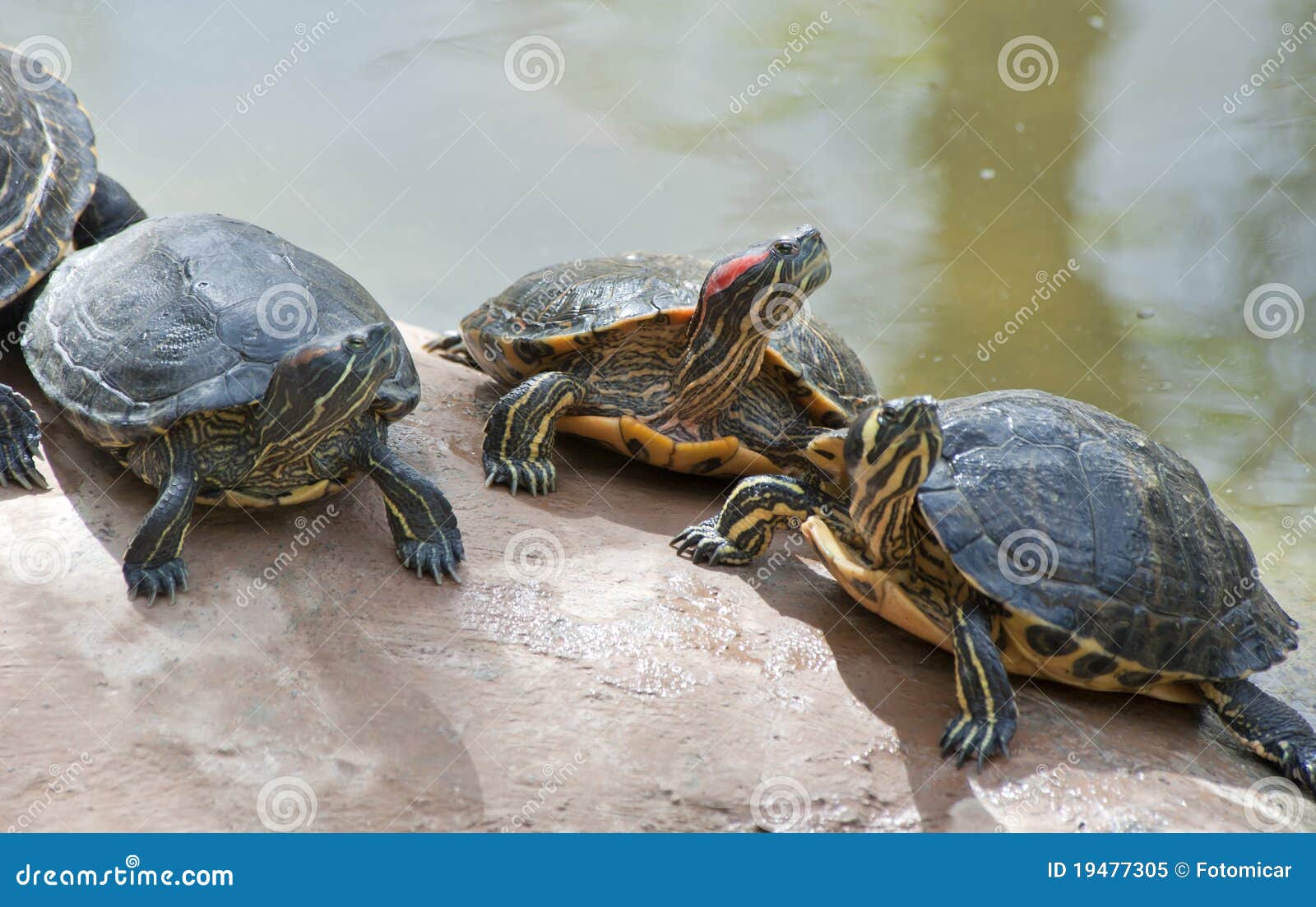 Red Necked Slider Turtle Royalty Free Stock Photo - Image: 19477305