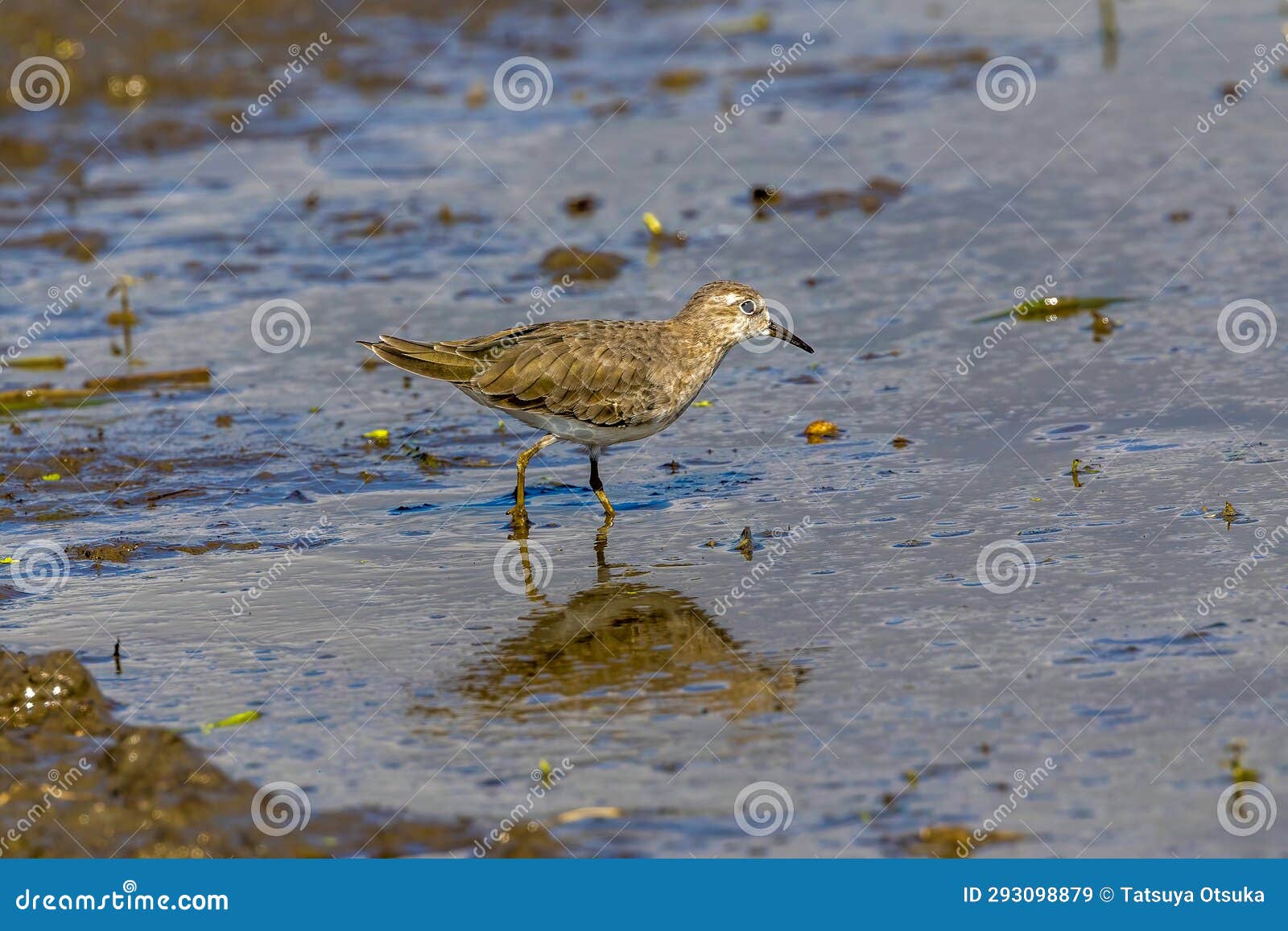 Red-necked Stint in a Lotus Root Field Stock Image - Image of necked ...