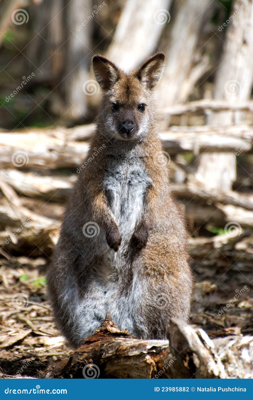 Red-necked Wallaby stock photo. Image of necked, grey - 23985882