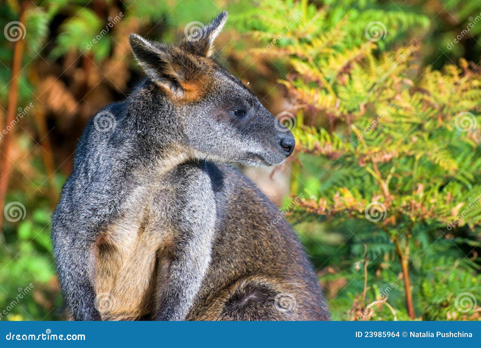Red-necked Wallaby stock photo. Image of bush, looking - 23985964
