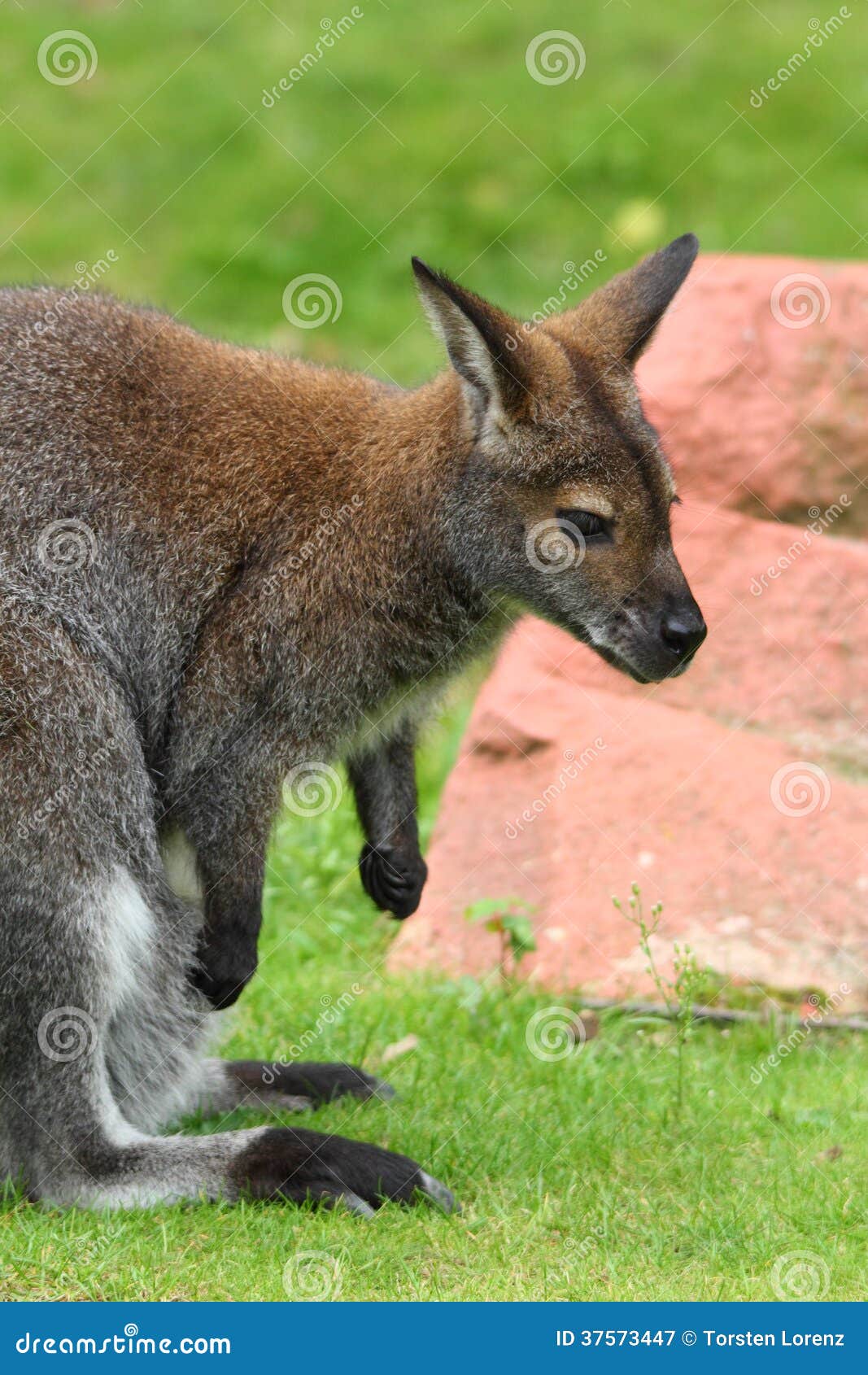 Red-necked wallaby stock image. Image of meadow, rufogriseus - 37573447