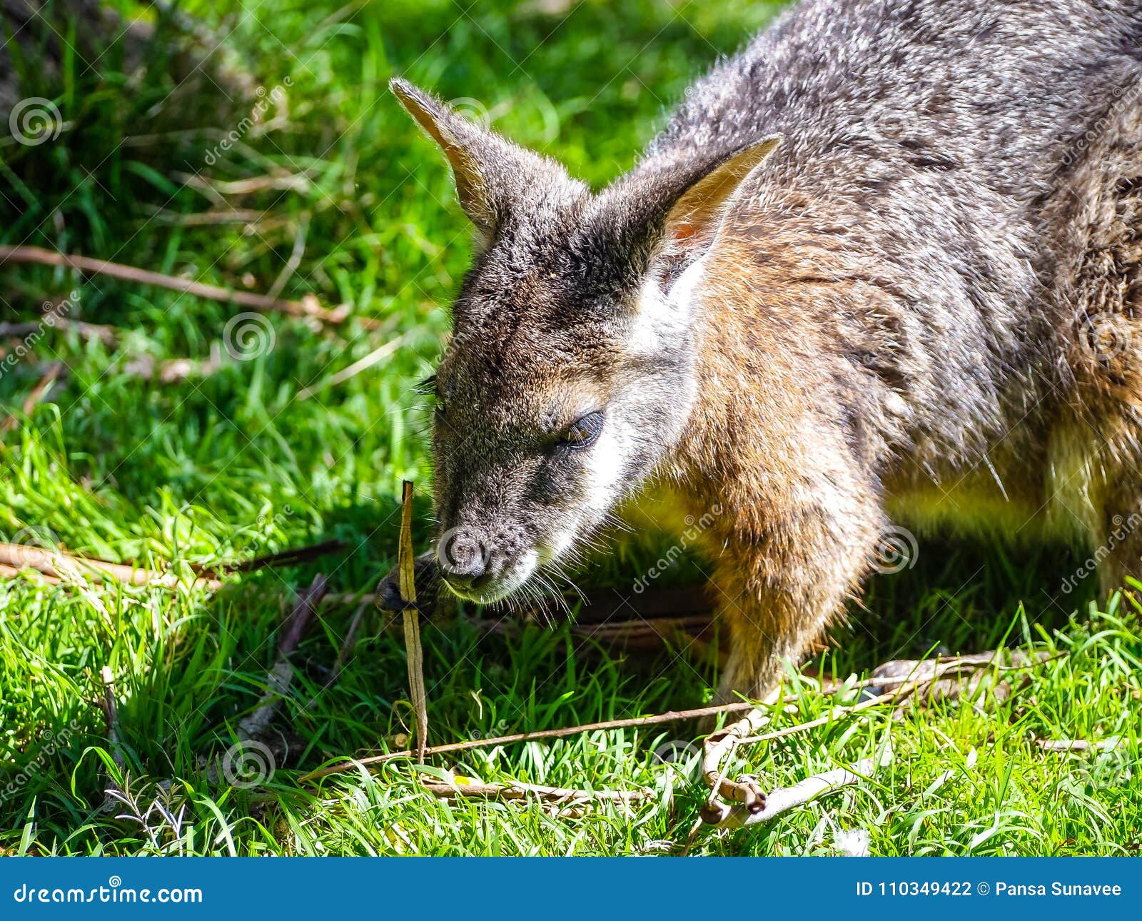 The Red Necked Wallaby or BennettÂ´s Wallaby Stock Photo - Image of ...