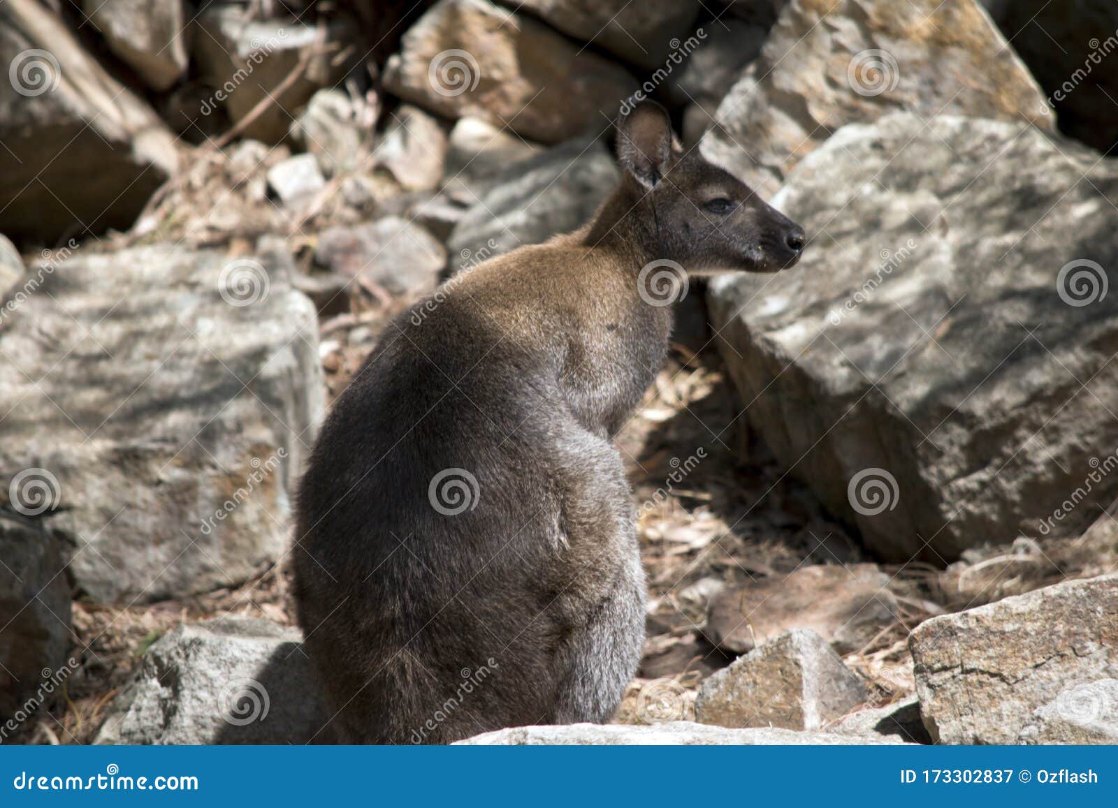 The Red Necked Wallaby is Climbing Up the Rock Face Stock Image - Image ...