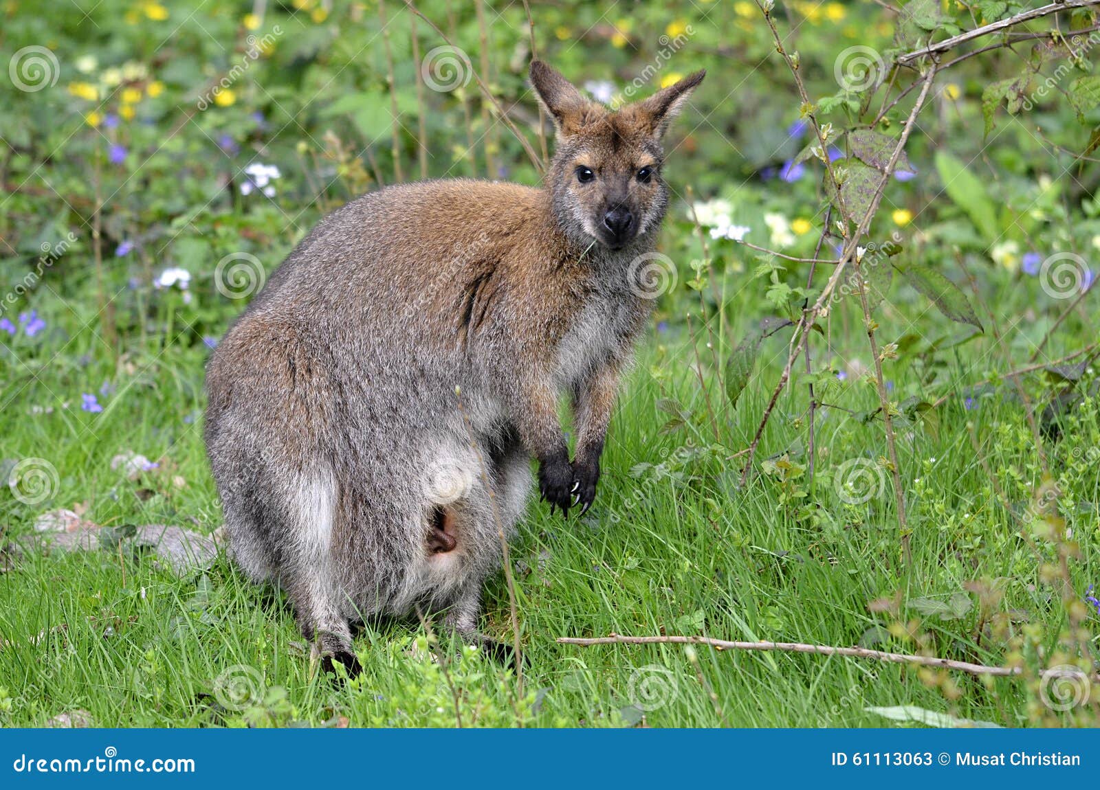 Red-necked Wallaby on Grass Stock Image - Image of closeup, australia ...