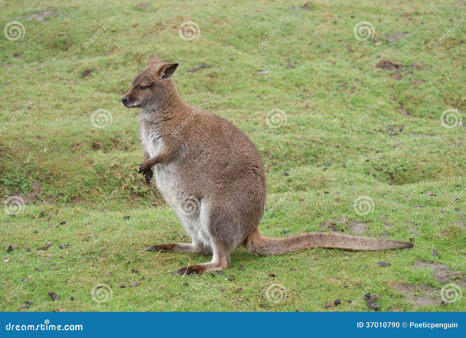 Red-necked Wallaby - Macropus Rufogriseus Stock Photo - Image of ...