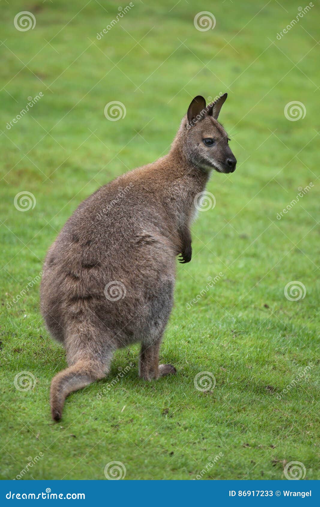 Red-necked Wallaby Macropus Rufogriseus Stock Image - Image of macropus ...