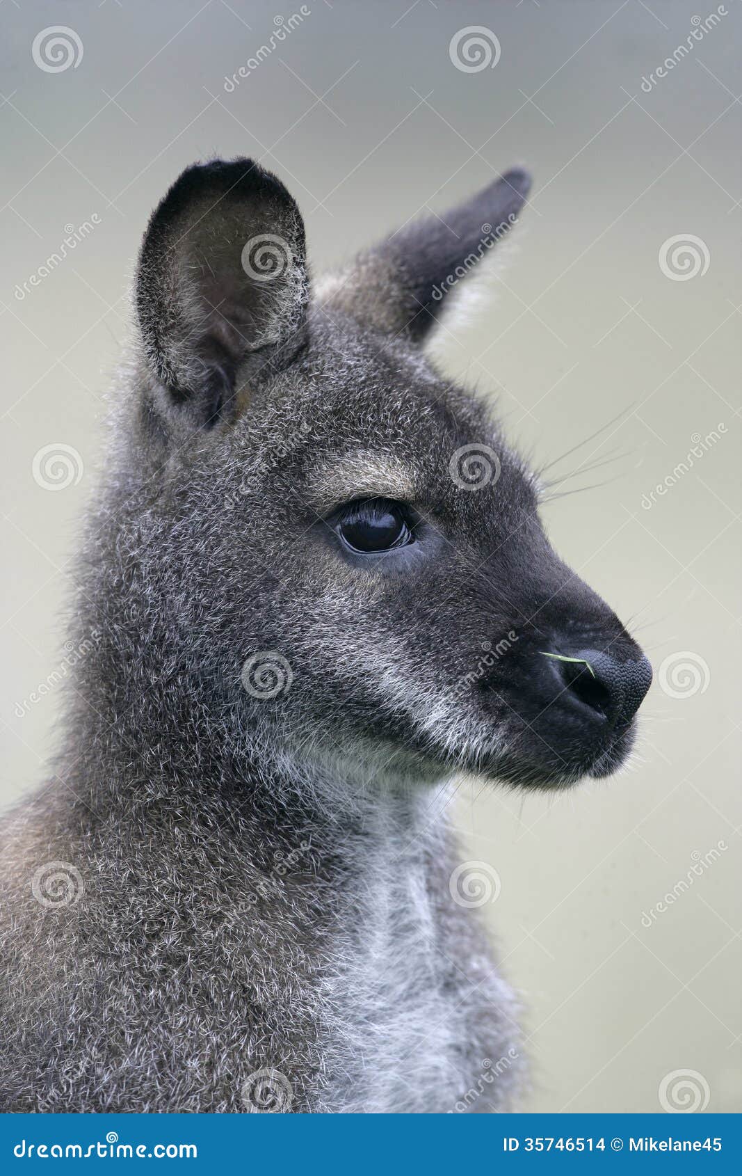 Red-necked Wallaby, Macropus Rufogriseus Stock Photo - Image of mammal ...