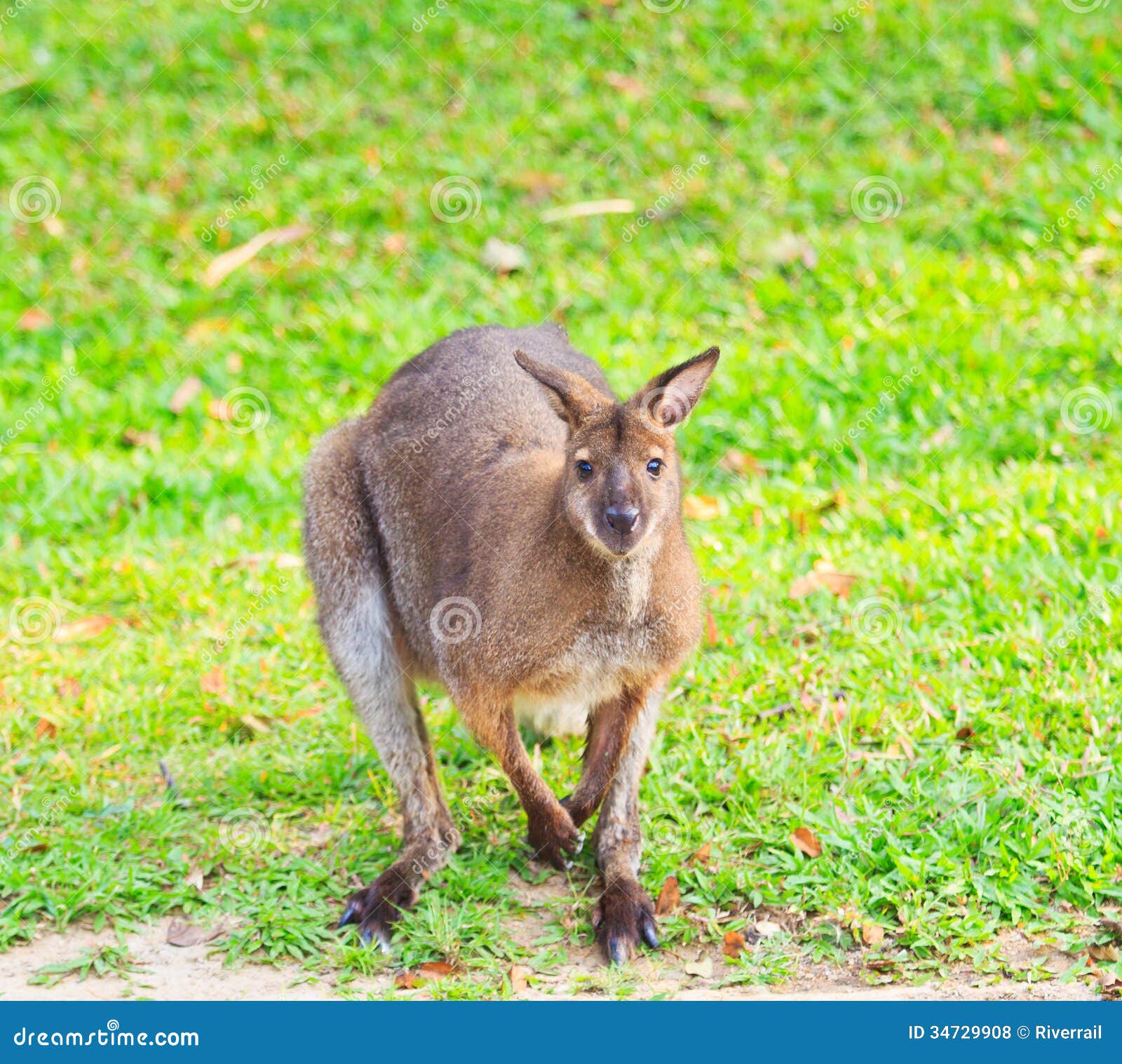 Red-necked wallaby stock photo. Image of legs, marsupial - 34729908