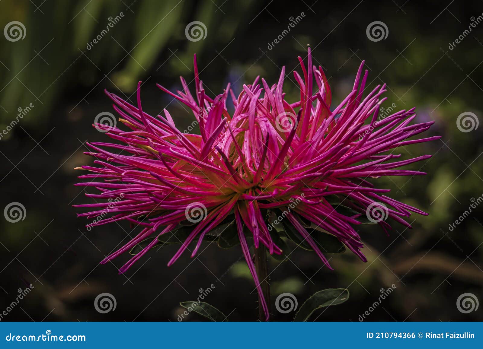 Red Needle Asters Bloom in the Summer Garden Stock Photo - Image of ...