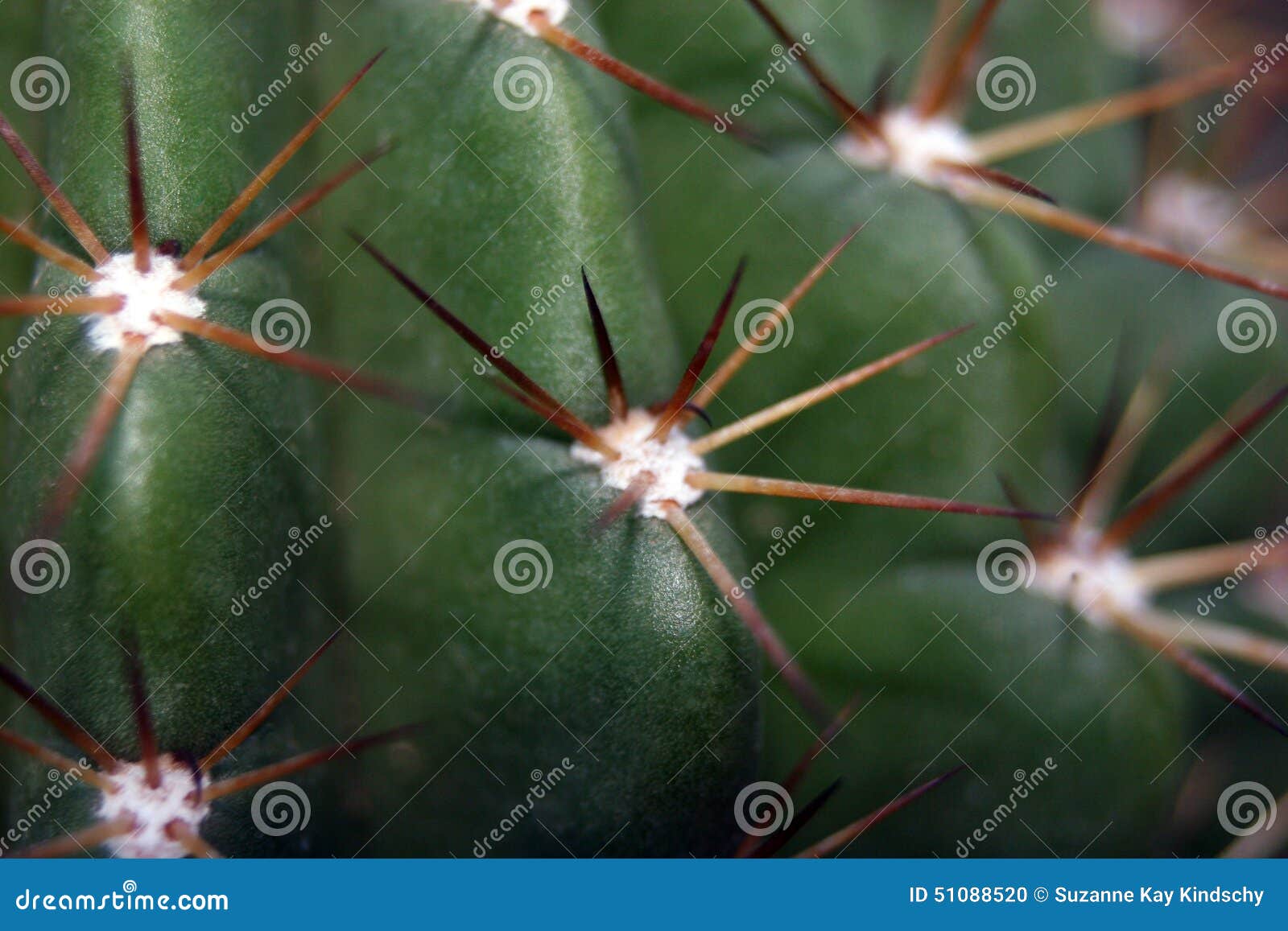 Red needle cactus stock photo. Image of green, cacti - 51088520