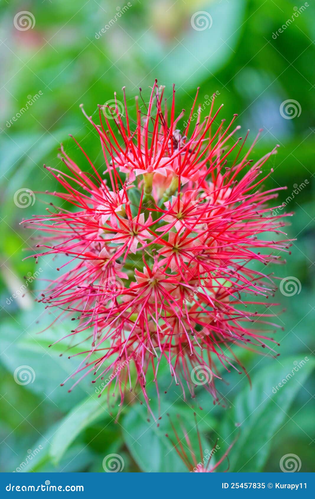 Red needle flower stock image. Image of background, beauty - 25457835