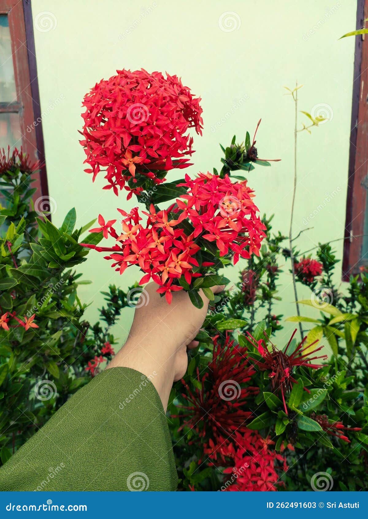 Red Needle Flower on a Sunny Day Stock Image - Image of needle, leaf ...