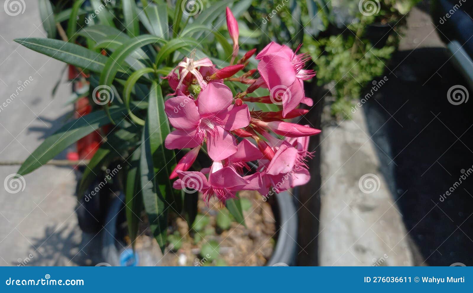 Red Nerium Oleander Ornamental Plant Stock Image - Image of colorful ...