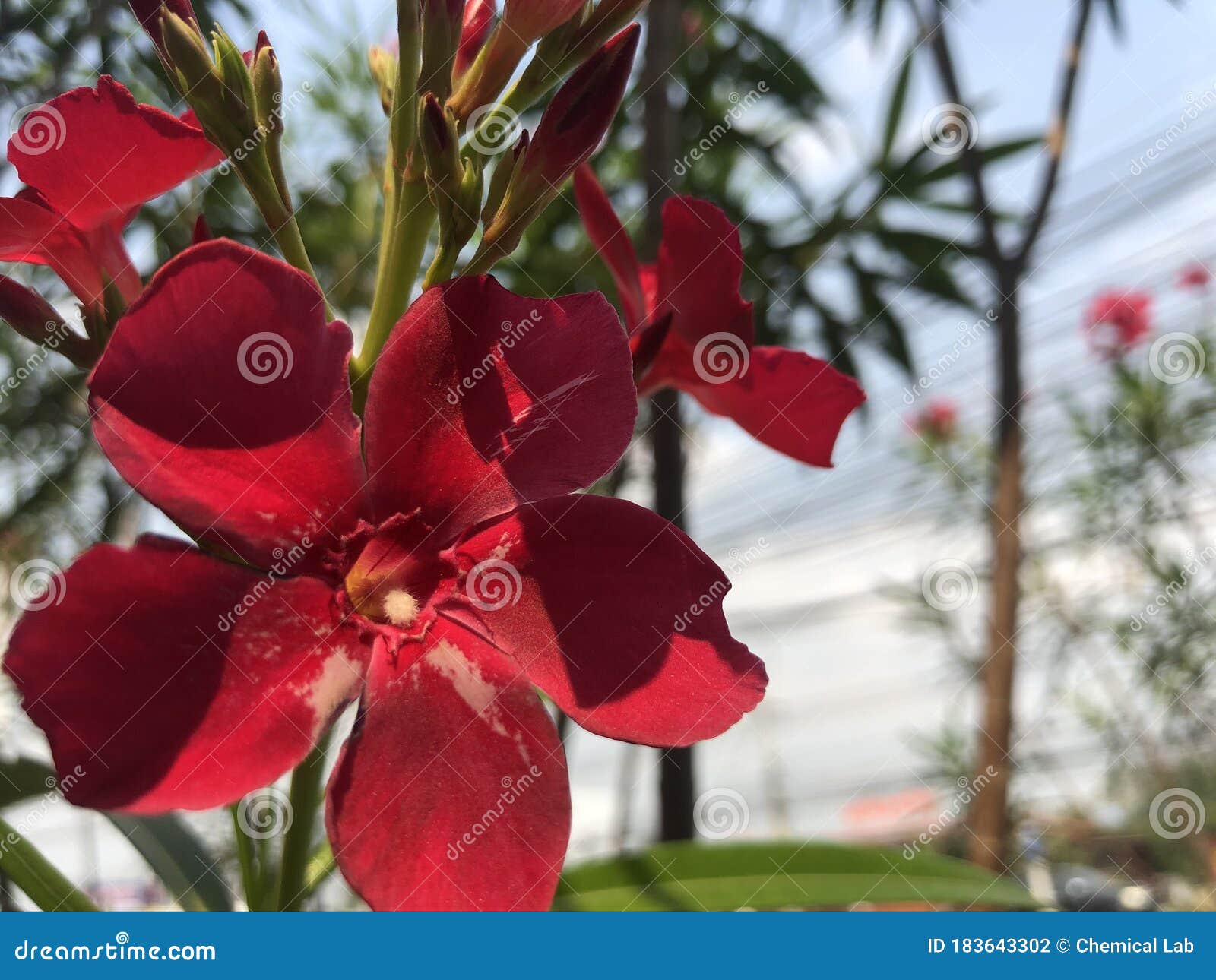 Red Nerium oleander stock photo. Image of morning, background - 183643302