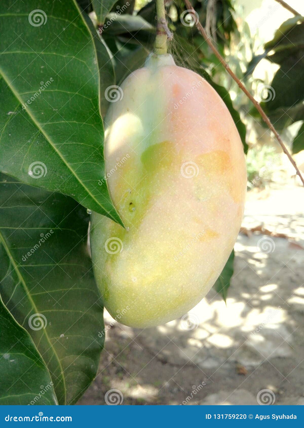 Mangoes nice stock photo. Image of plant, nice, mangoes - 131759220