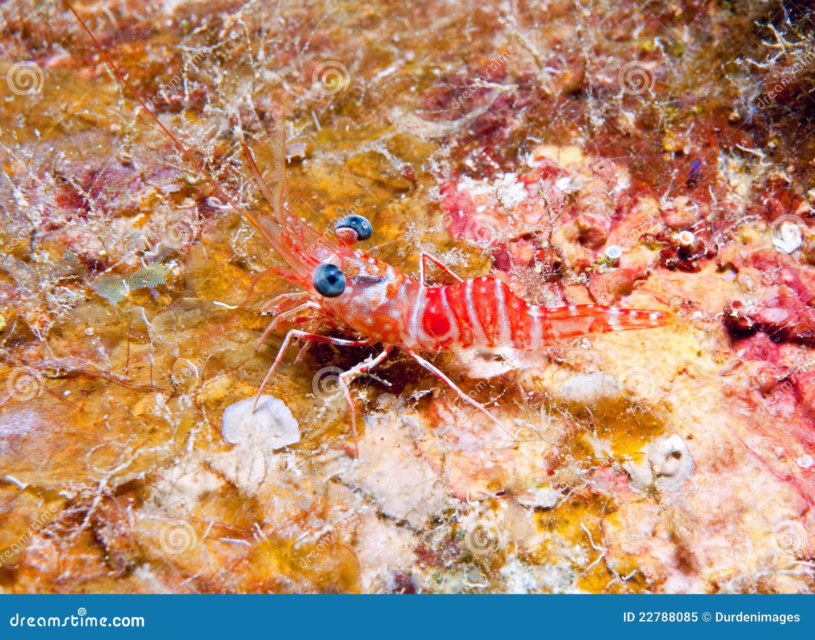 Red Night Shrimp stock image. Image of life, crustacean - 22788085
