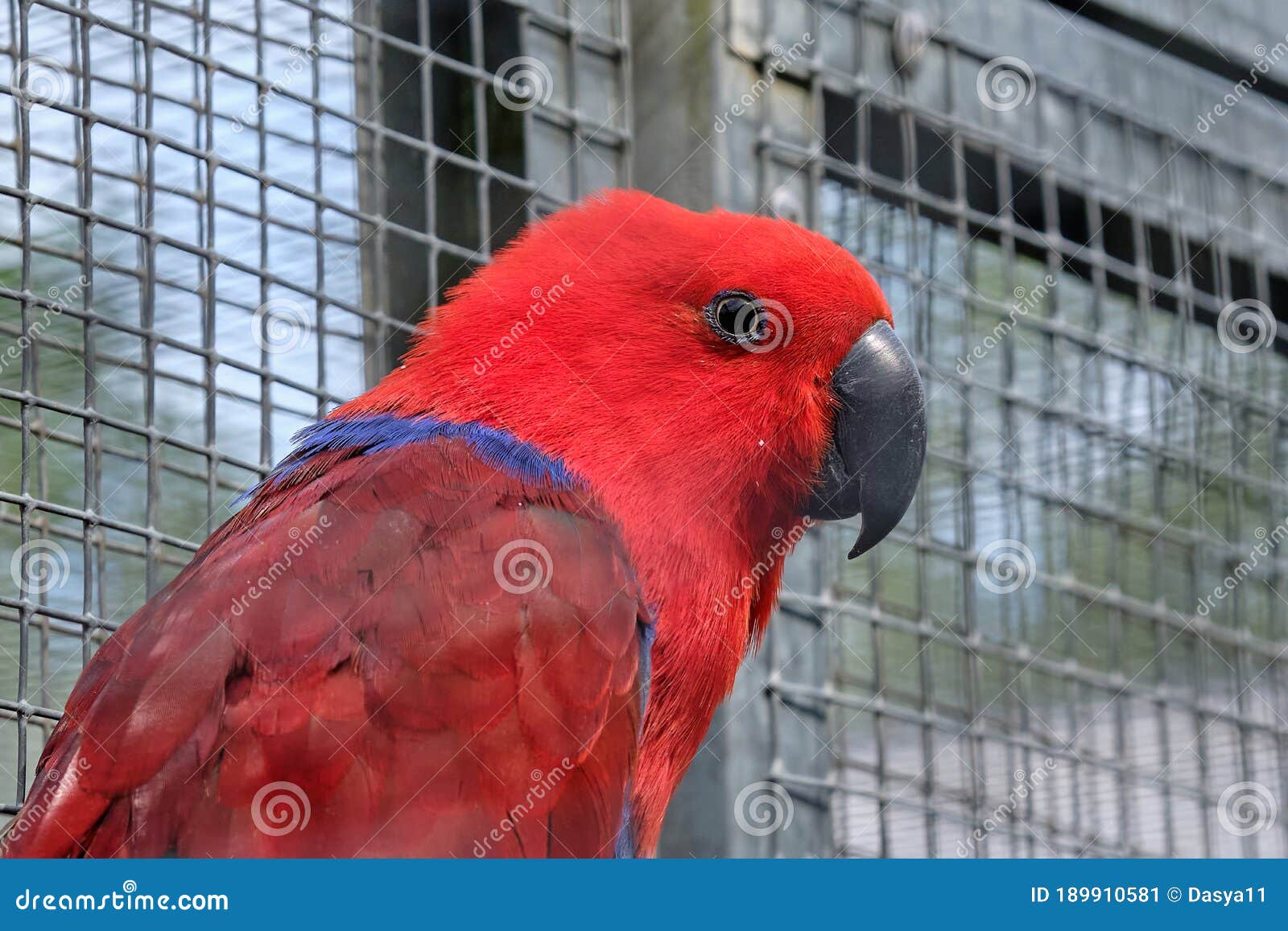 A Red Noble Parrot in Side View, Sits on a Branch Stock Image - Image ...