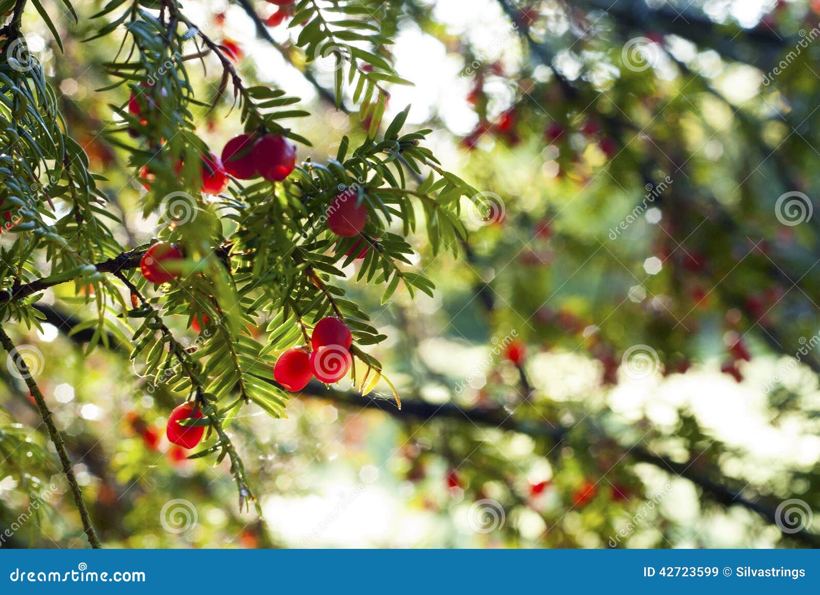 Yew tree branches stock image. Image of taxus, poisonous - 42723599