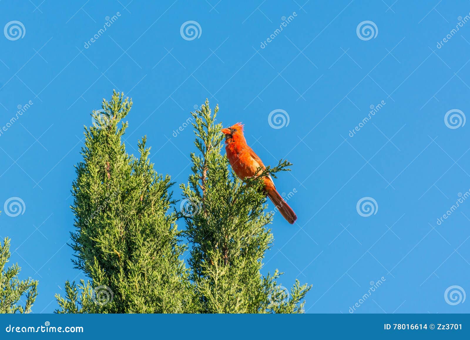 A Red Northern Cardinal Bird Singing on the Top of Cypress Tree Stock ...