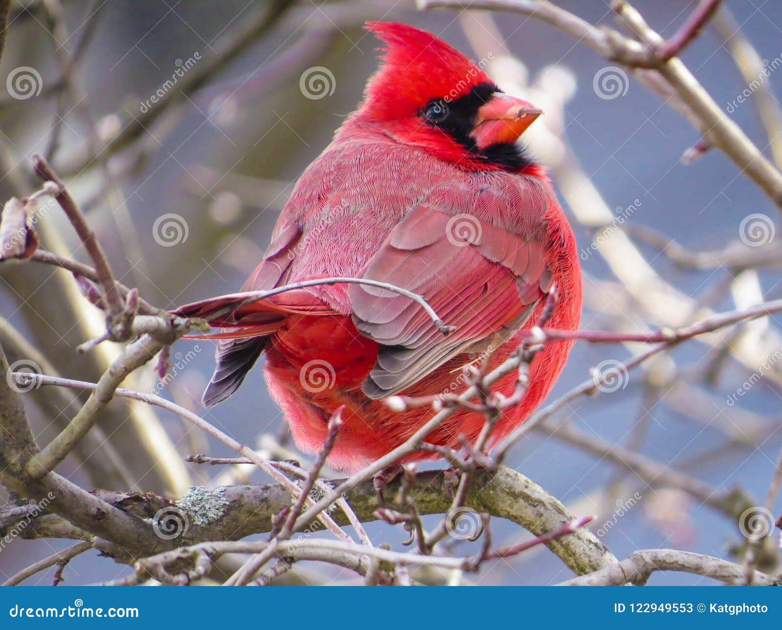 Red Northern Cardinal Perched on Branches Stock Image - Image of ...