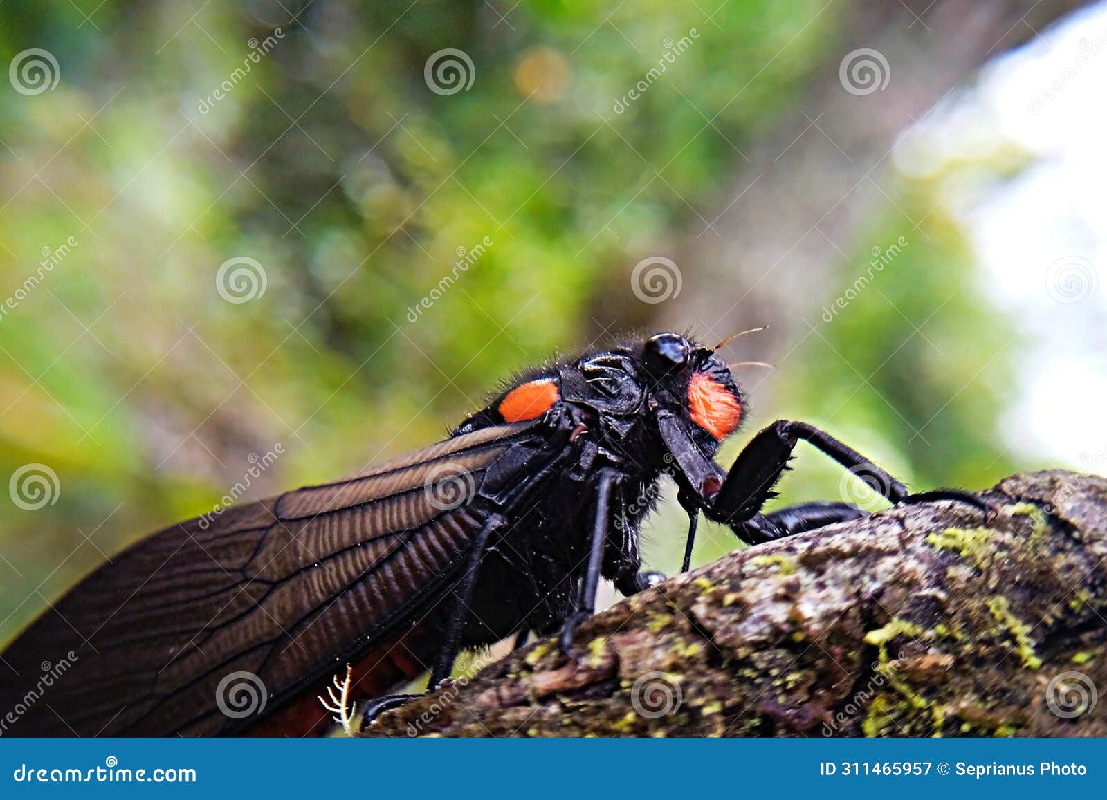 Red Nose Cricket or Huechys Sanguinea in the Tree B Stock Image - Image ...