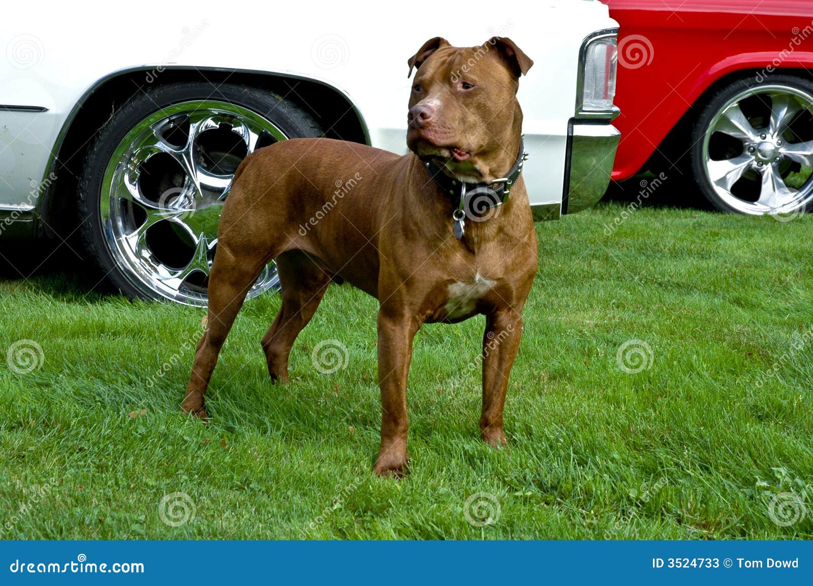 Red Nose Pit Bull Dog stock image. Image of chrome, dubs - 3524733